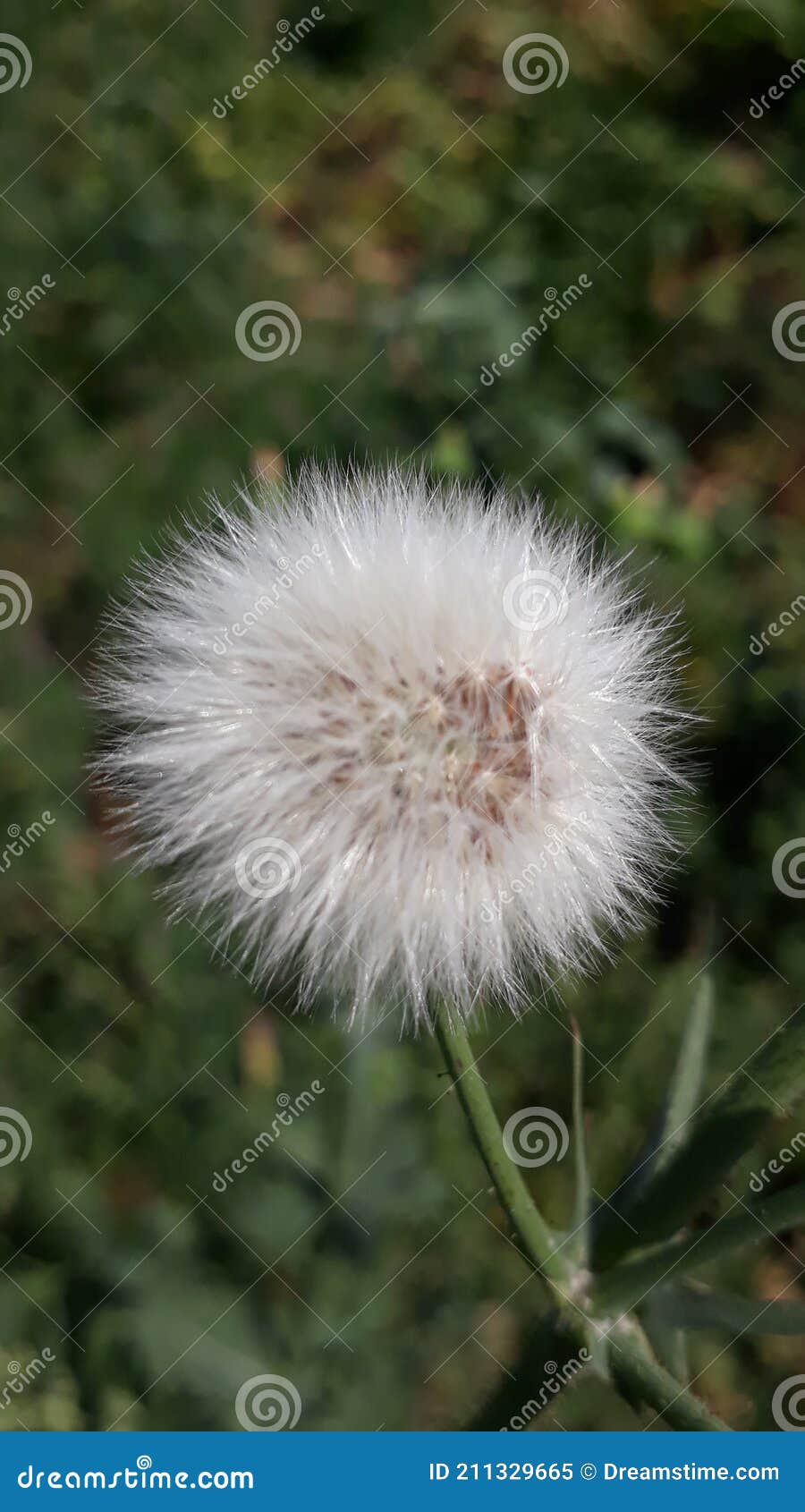 Prickled Plower Stock Photos - Free & Royalty-Free Stock Photos from ...