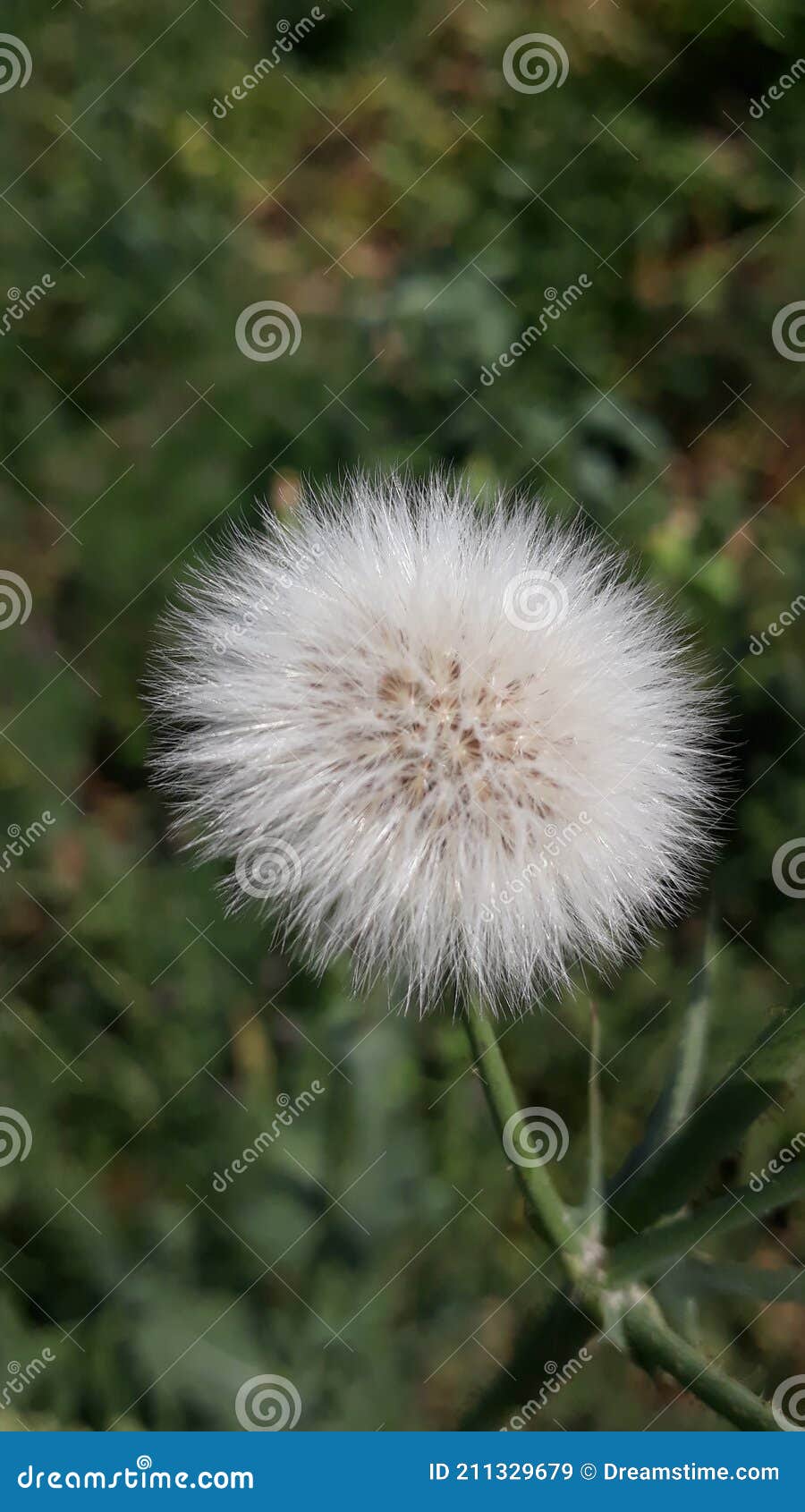A Unique White Prickled Plower Stock Image - Image of petal, produce ...