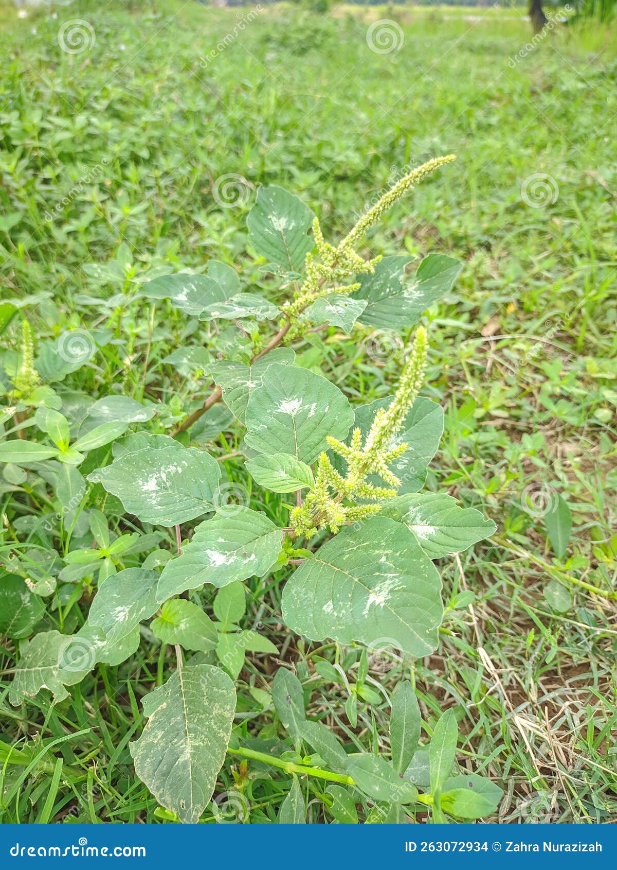 Unique wild amaranth tree stock photo. Image of plant - 263072934