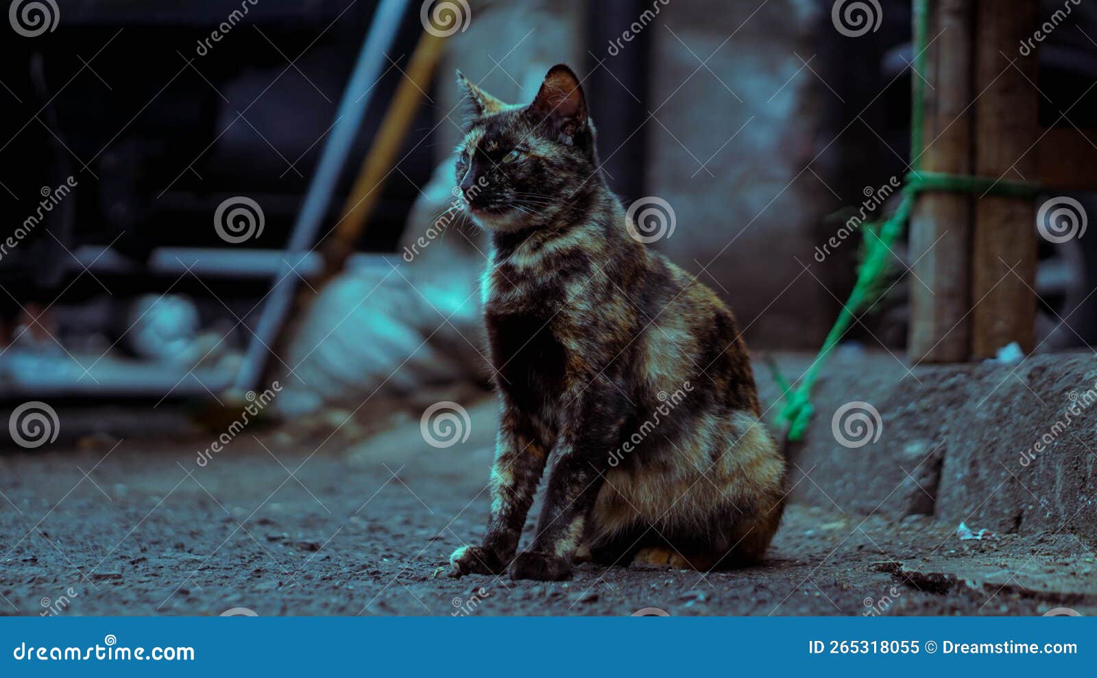 Unique wild cat stock image. Image of whiskers, wild - 265318055