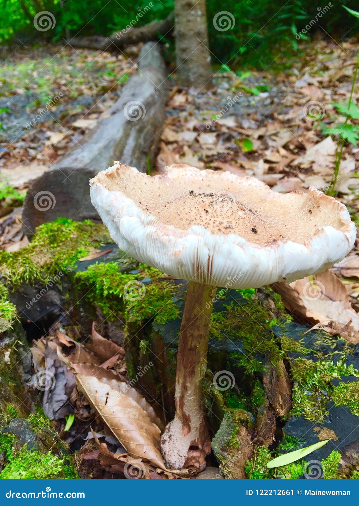 Unique wild mushroom stock image. Image of wild, fungai - 122212661