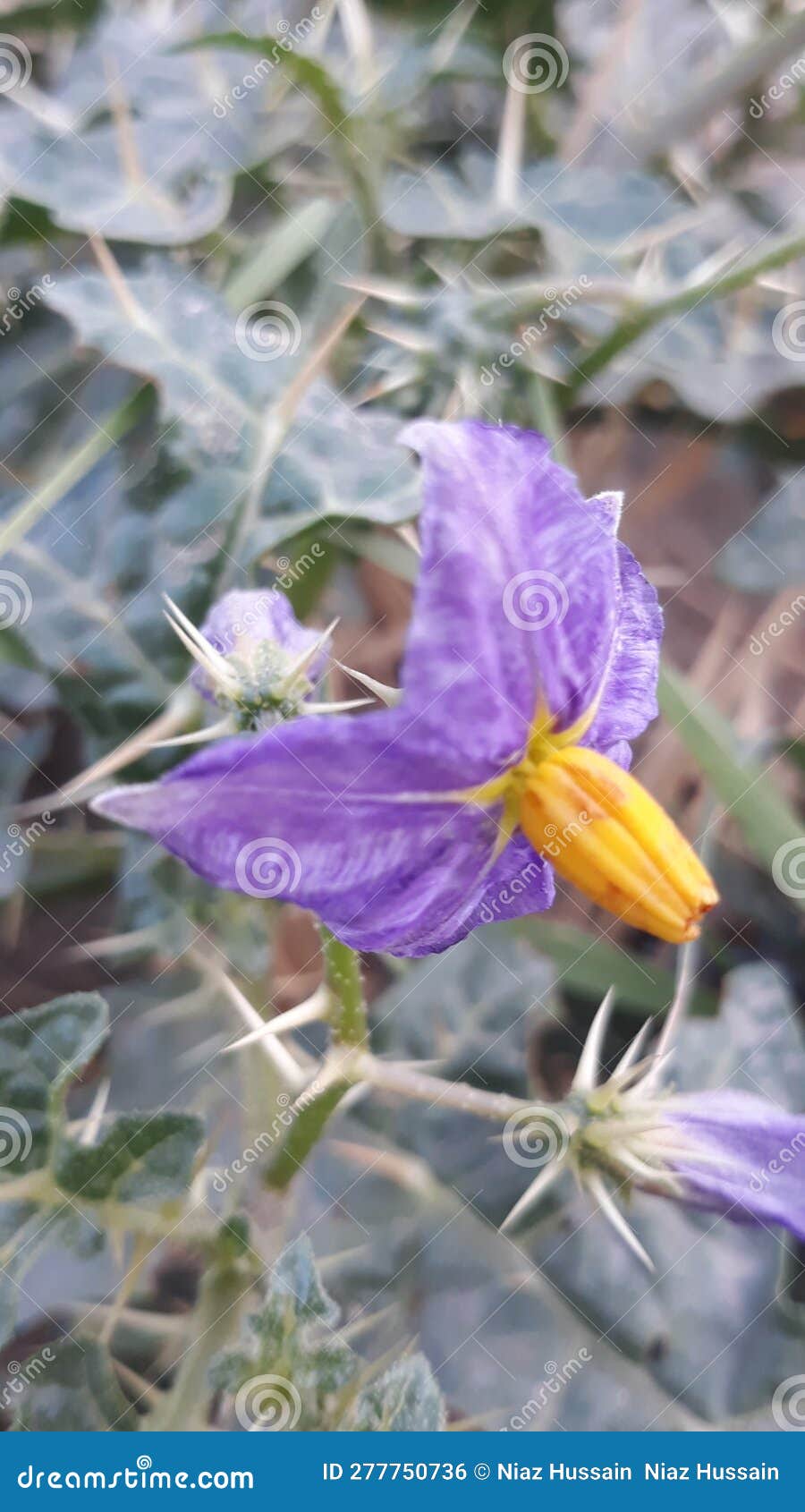 A Unique Wild Thorny Flower Stock Photo - Image of thorny, orchid ...