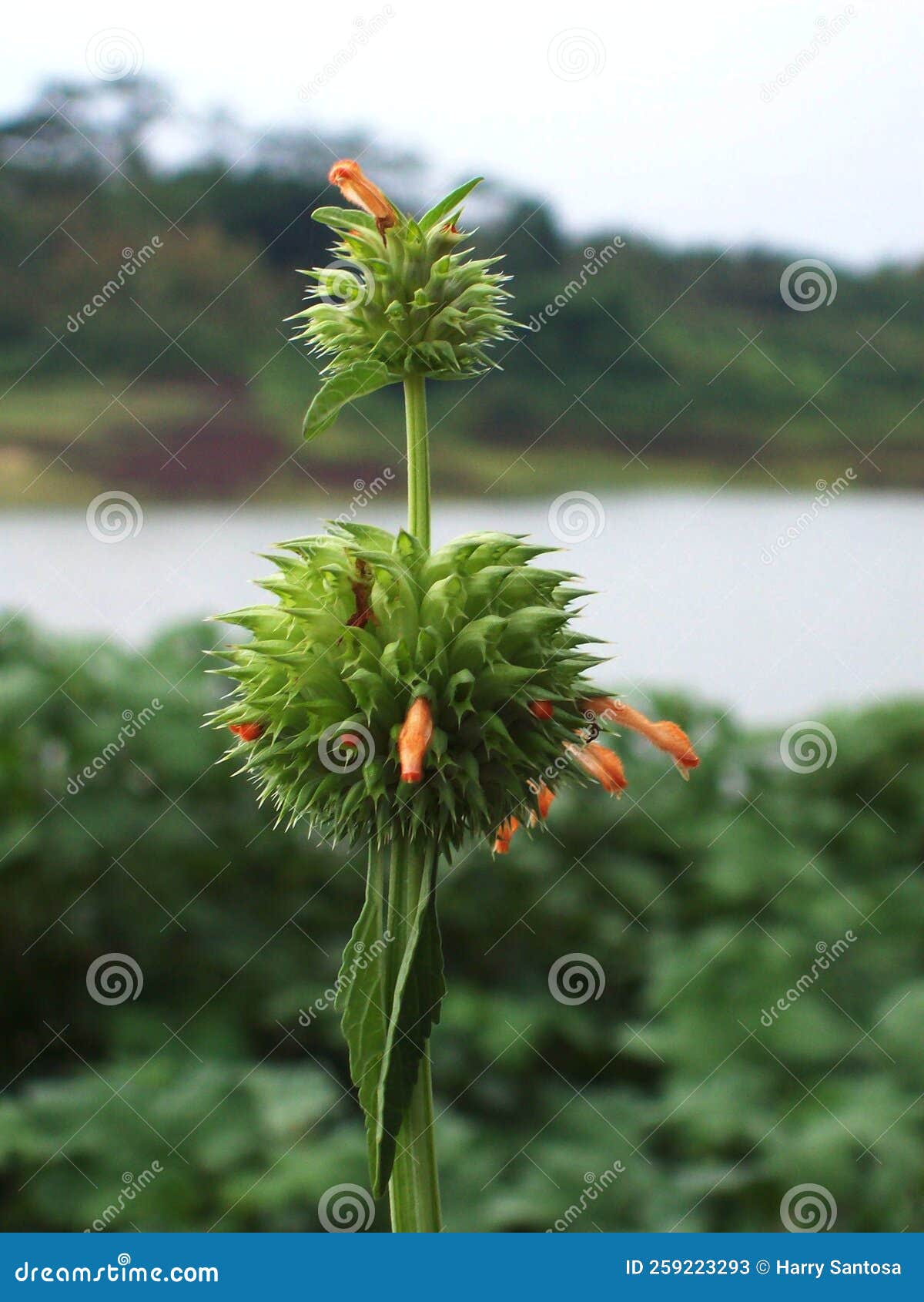 Unique Wildflowers with Stacked Petals Stock Image - Image of flower ...