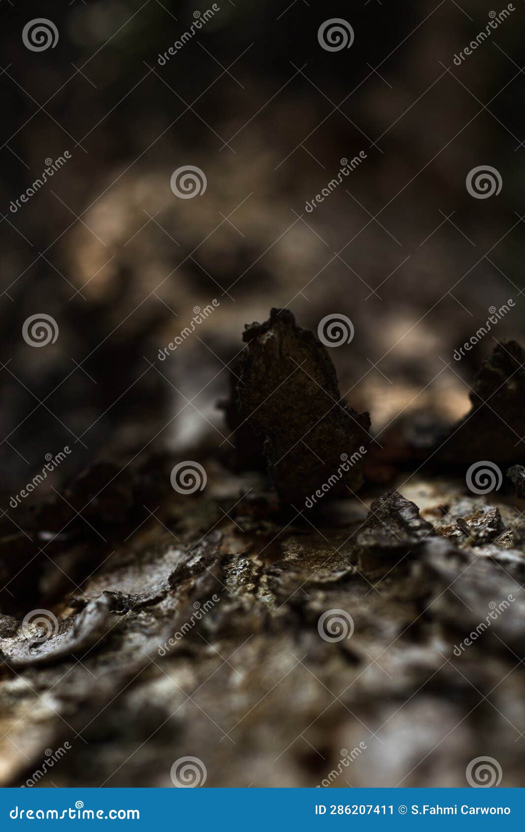 Unique Wood Bark Portrait Backgrounds Stock Image - Image of plank ...