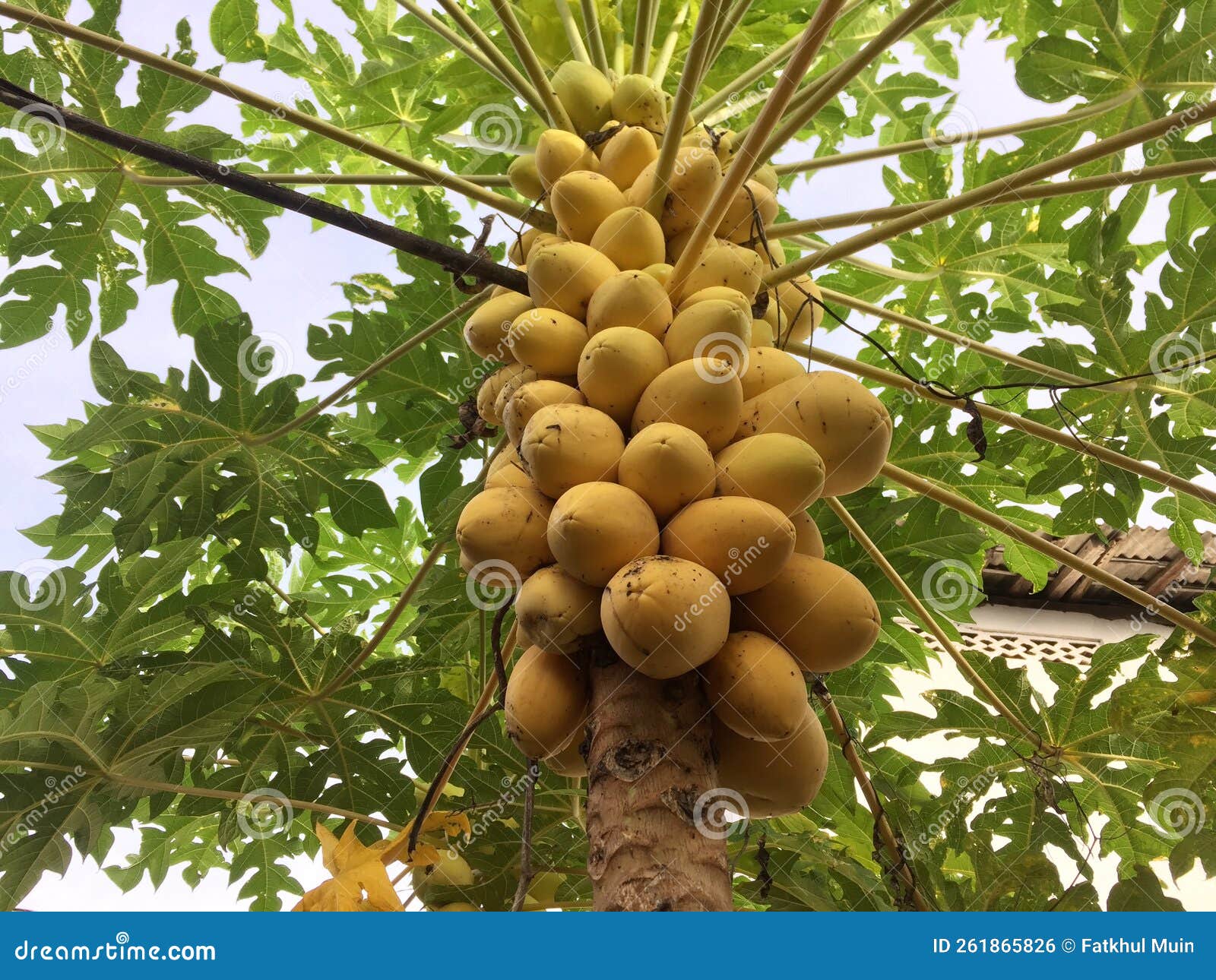 A Unique Yellow Papaya Fruit Tree Stock Photo - Image of evergreen ...