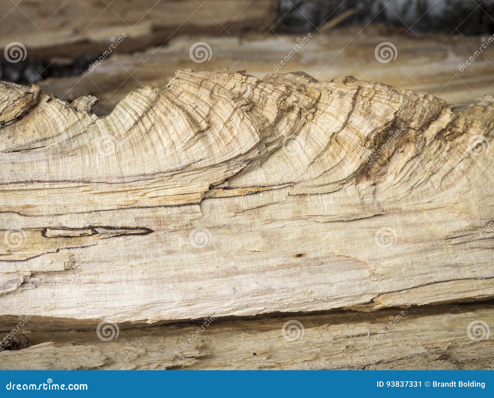 Uniquely Figured Maple Log stock image. Image of special - 93837331