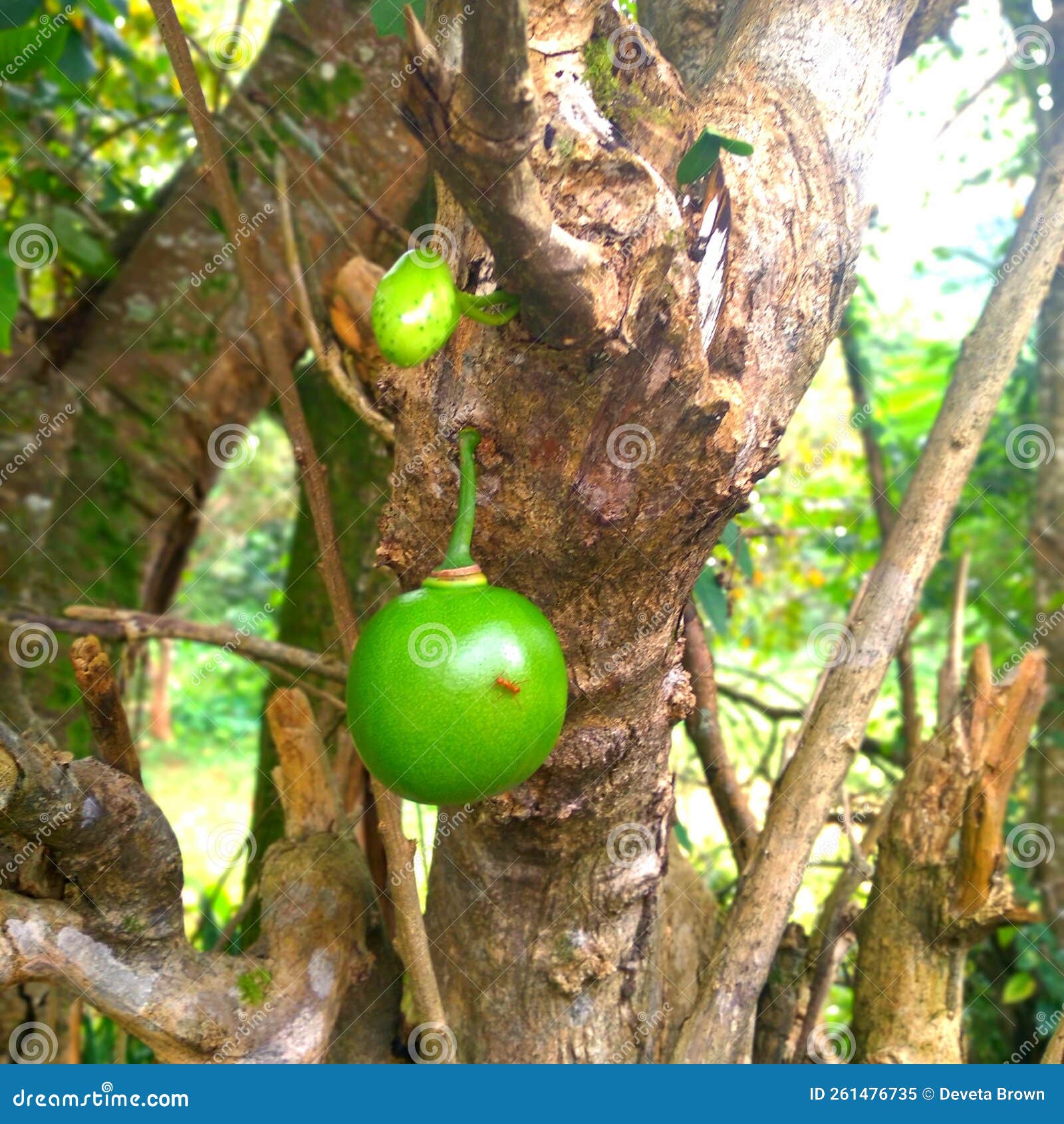 Uniquely Growing Fruit from Tree Trunk Stock Image - Image of growing ...