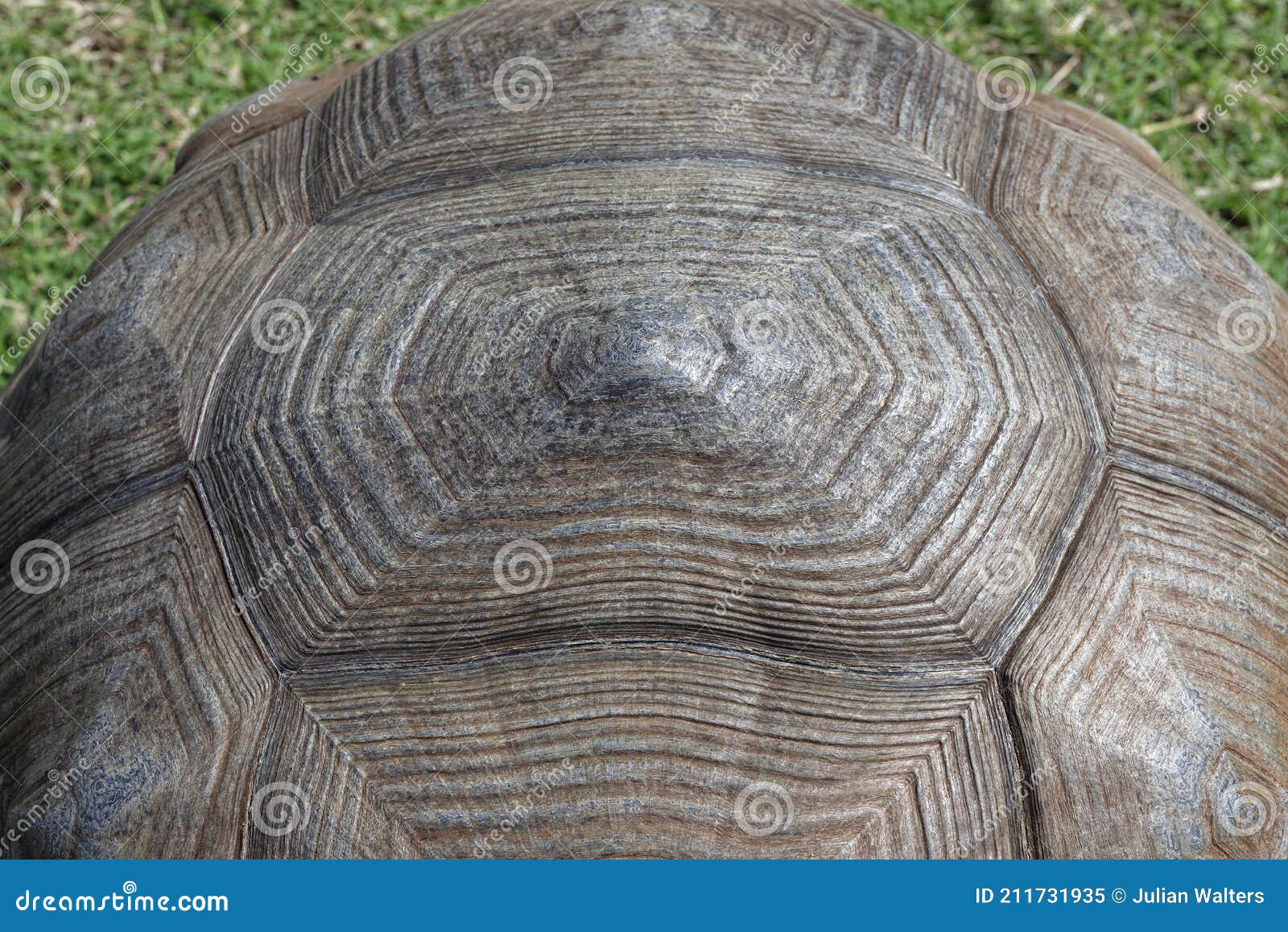 The Uniquely Patterned and Geometrical Shape of the Shell of a Giant ...