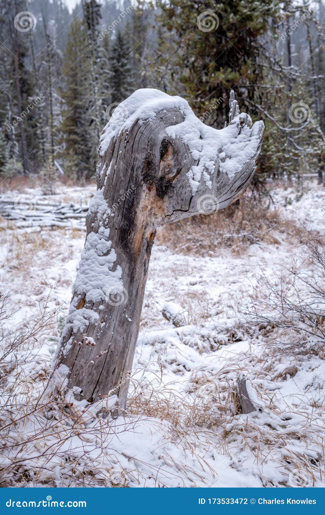 Uniquely Shaped Tree Stump in a Winter Wilderness Forest Stock Photo ...