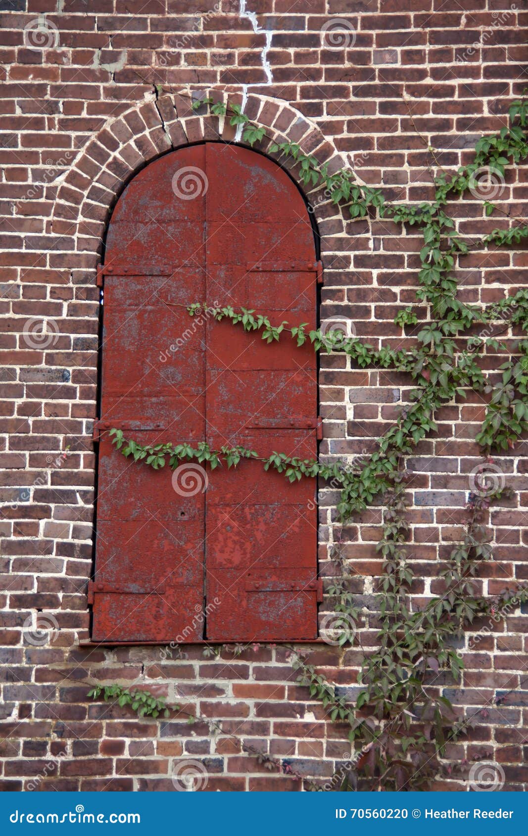 Uniquely Shaped Window and Green Climbing Vine. Stock Photo - Image of ...