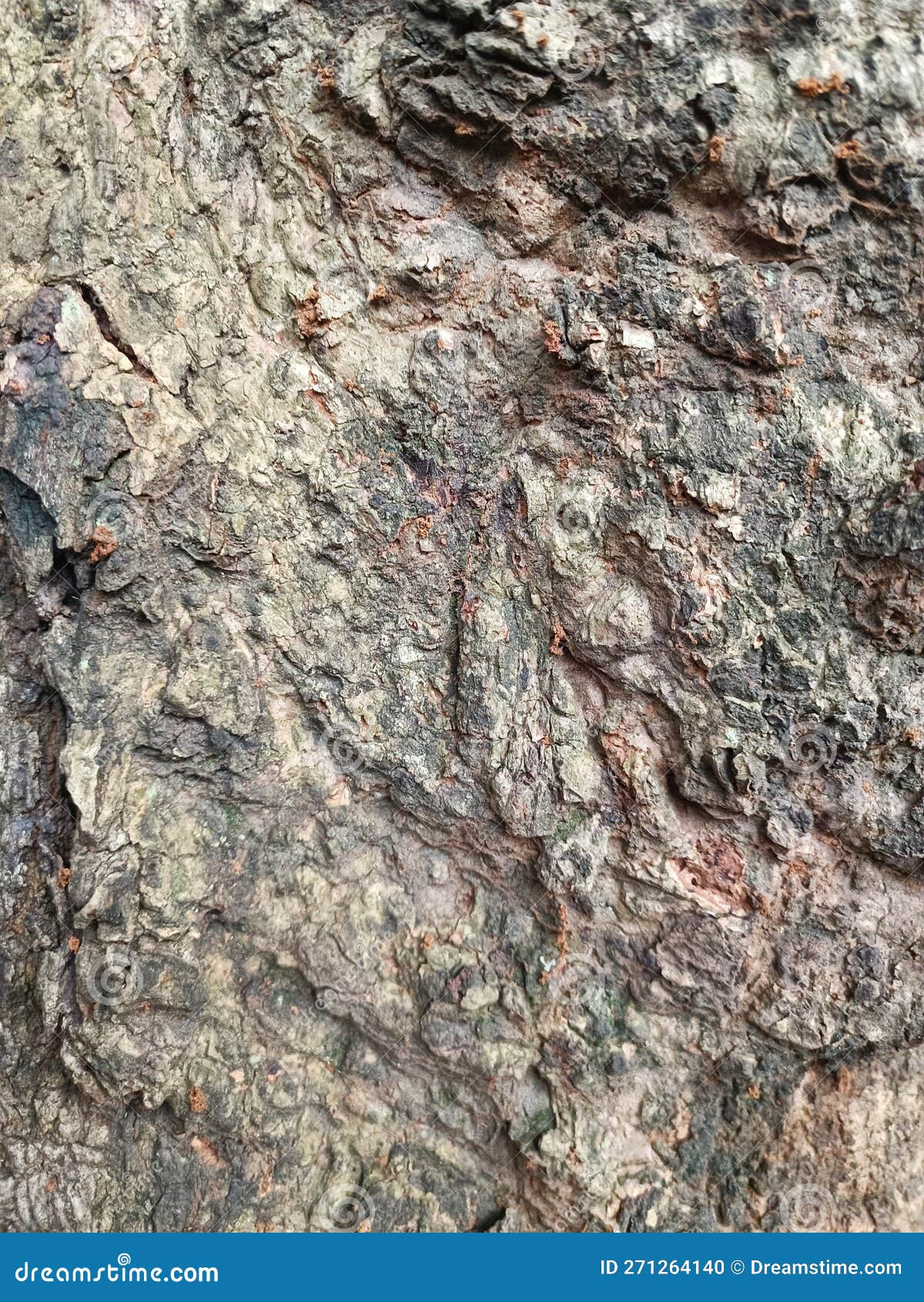 The Uniqueness of the Old Mango Tree Bark Motif Stock Photo - Image of ...