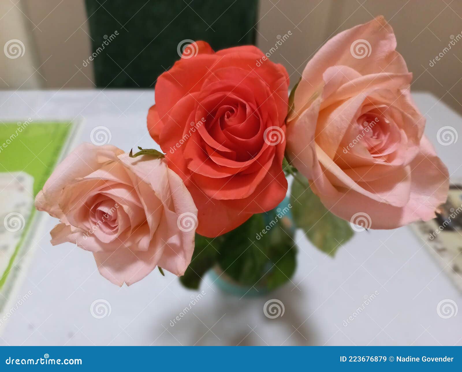 The Uniqueness of Roses. Wonderful Colour. Amazing Stock Image - Image ...