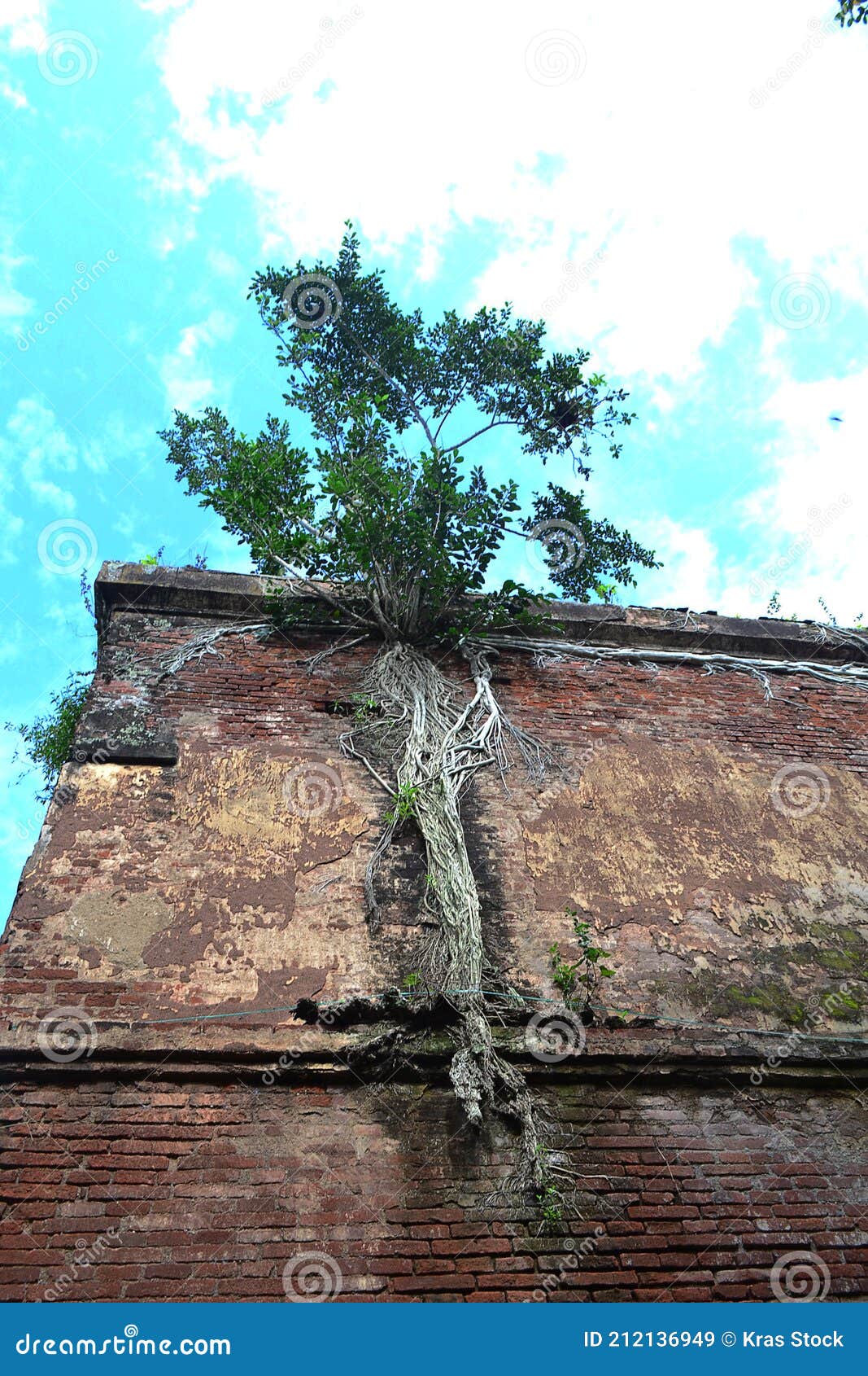 The Uniqueness of a Tree that Grows on a Brick Wall Stock Image - Image ...