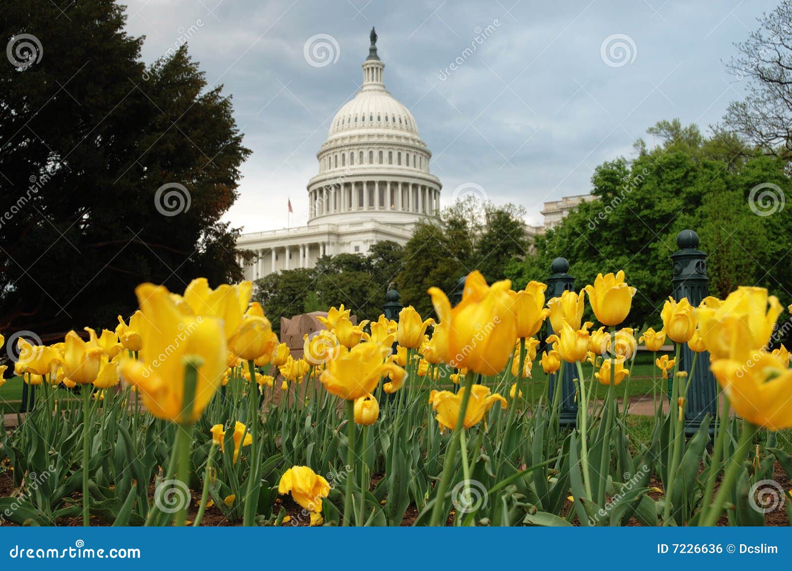 United States Capitol in Washington DC with Yellow Stock Photo - Image ...