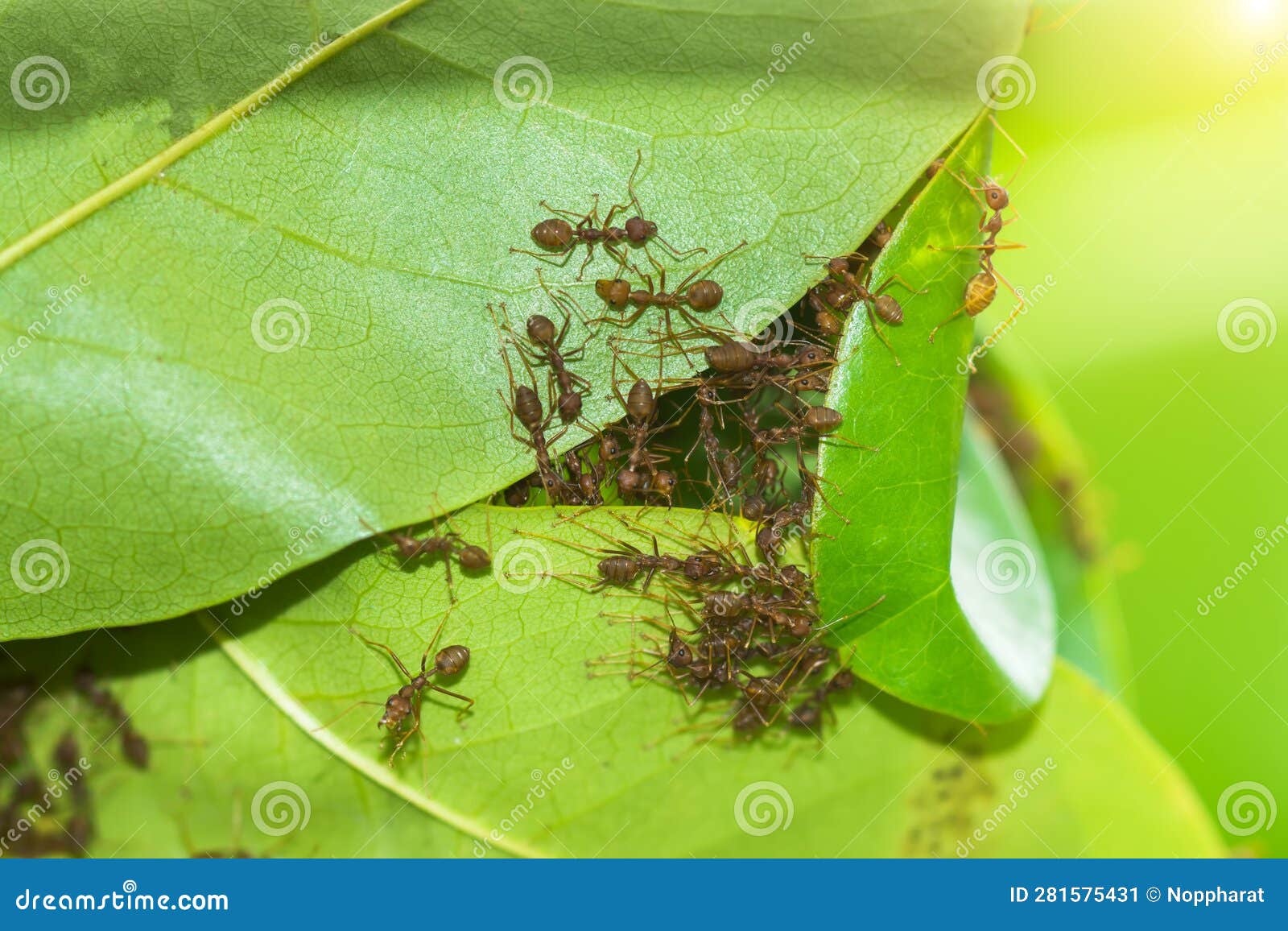 The Unity Of The Ant Nest Building Stock Image Image Of Weaver Building 281575431