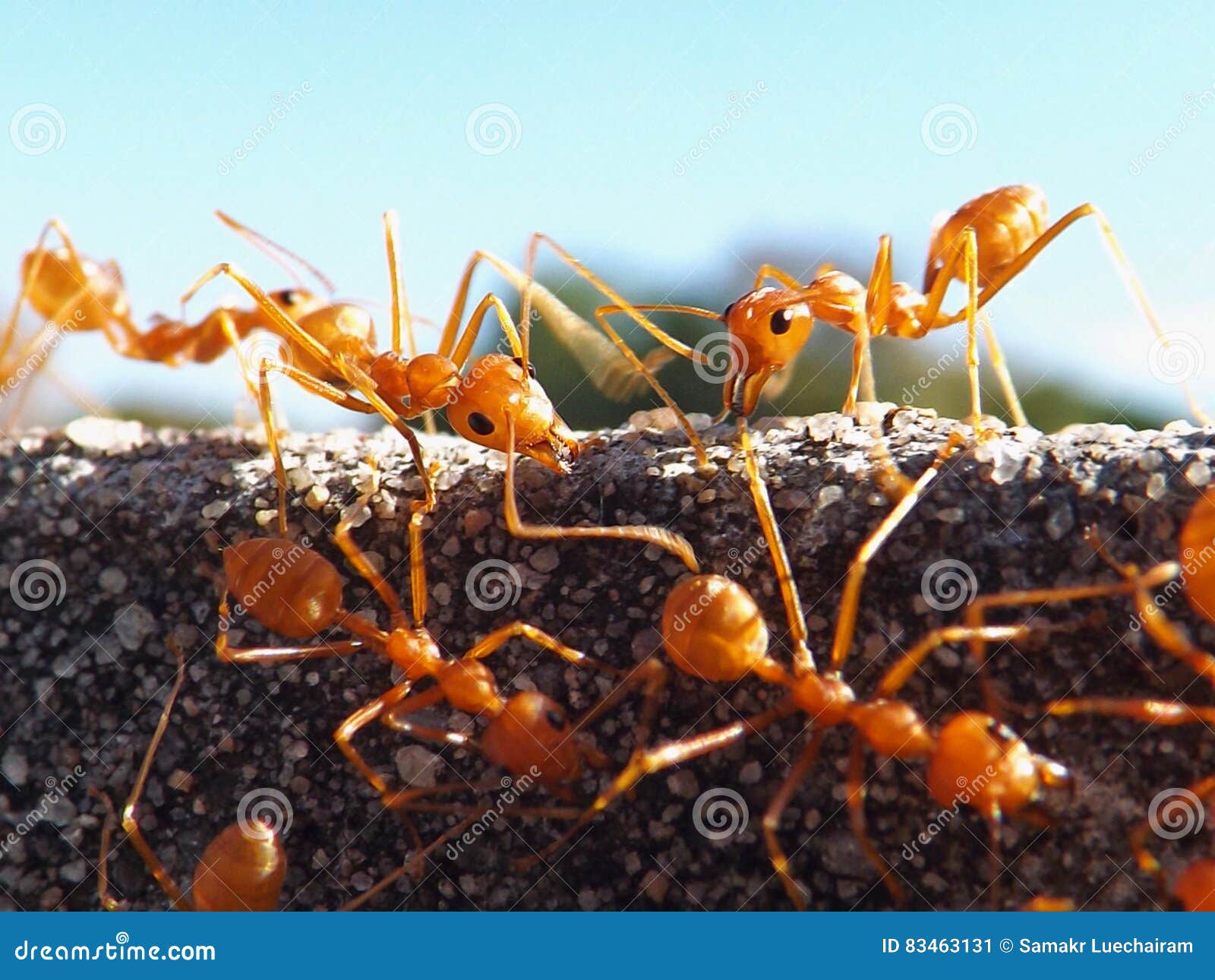 Unity ant workers stock image. Image of creature, silhouette - 83463131