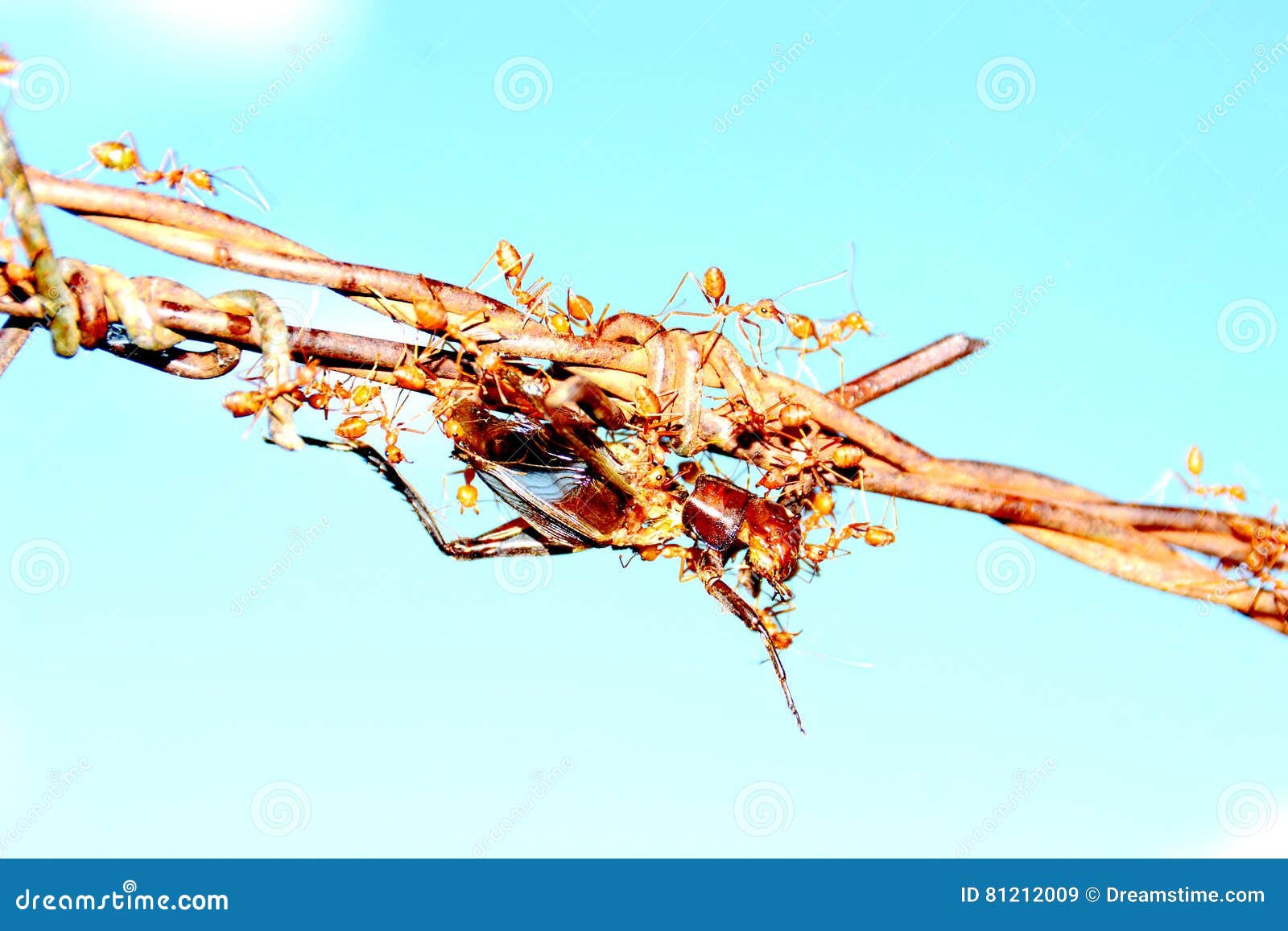 Unity of ants stock image. Image of unity, natural, help - 81212009