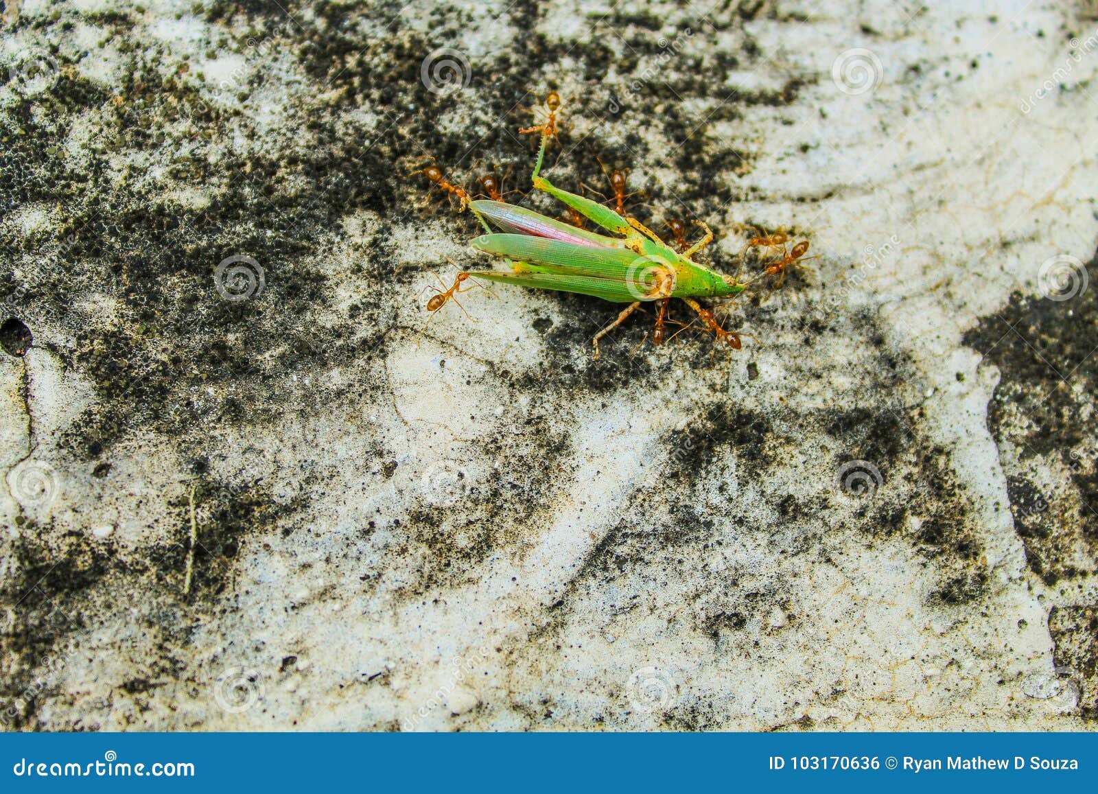 Unity of ants stock photo. Image of carcass, unity, transporting ...