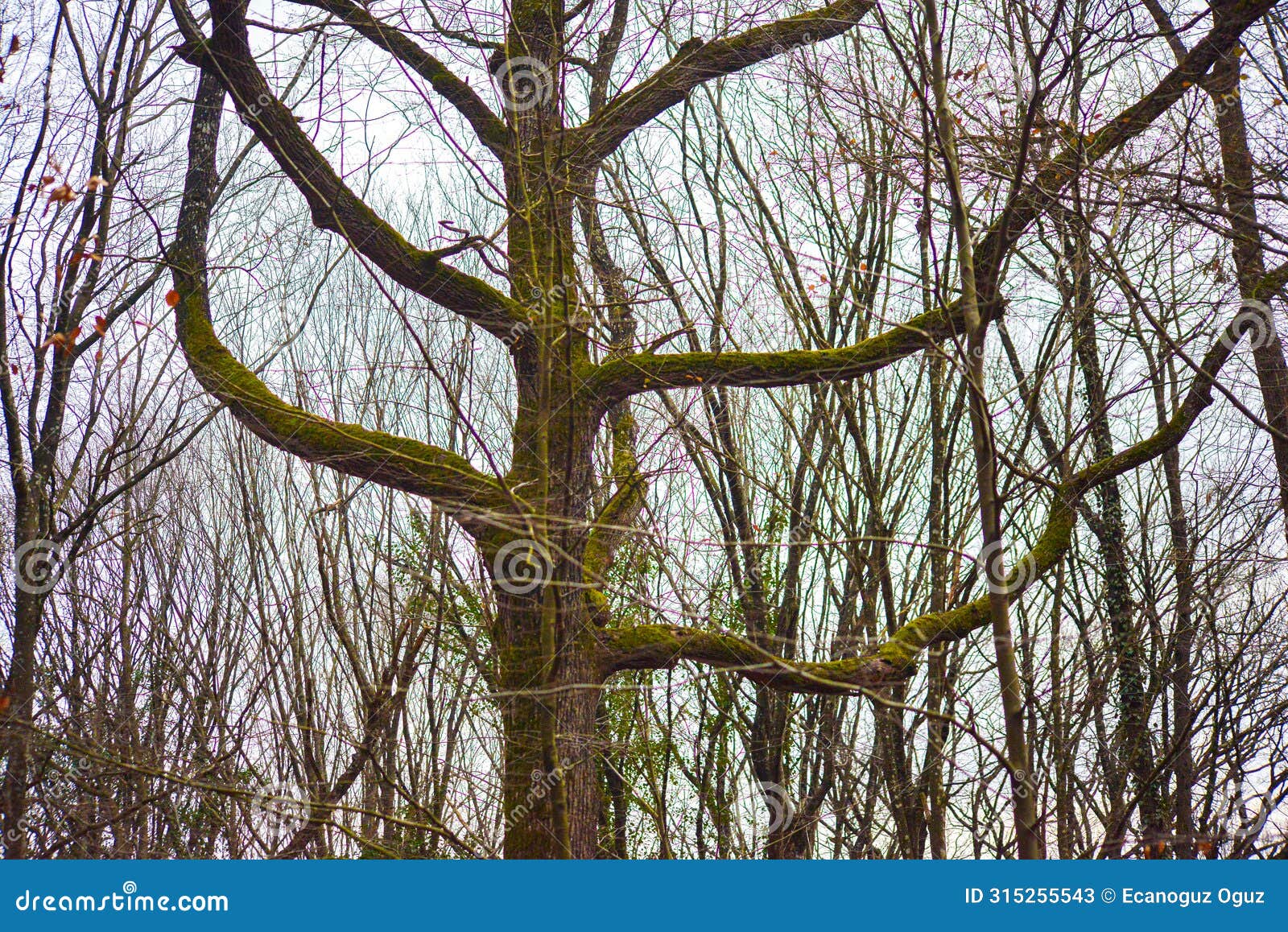 Unity in Divergence stock image. Image of divergence - 315255543