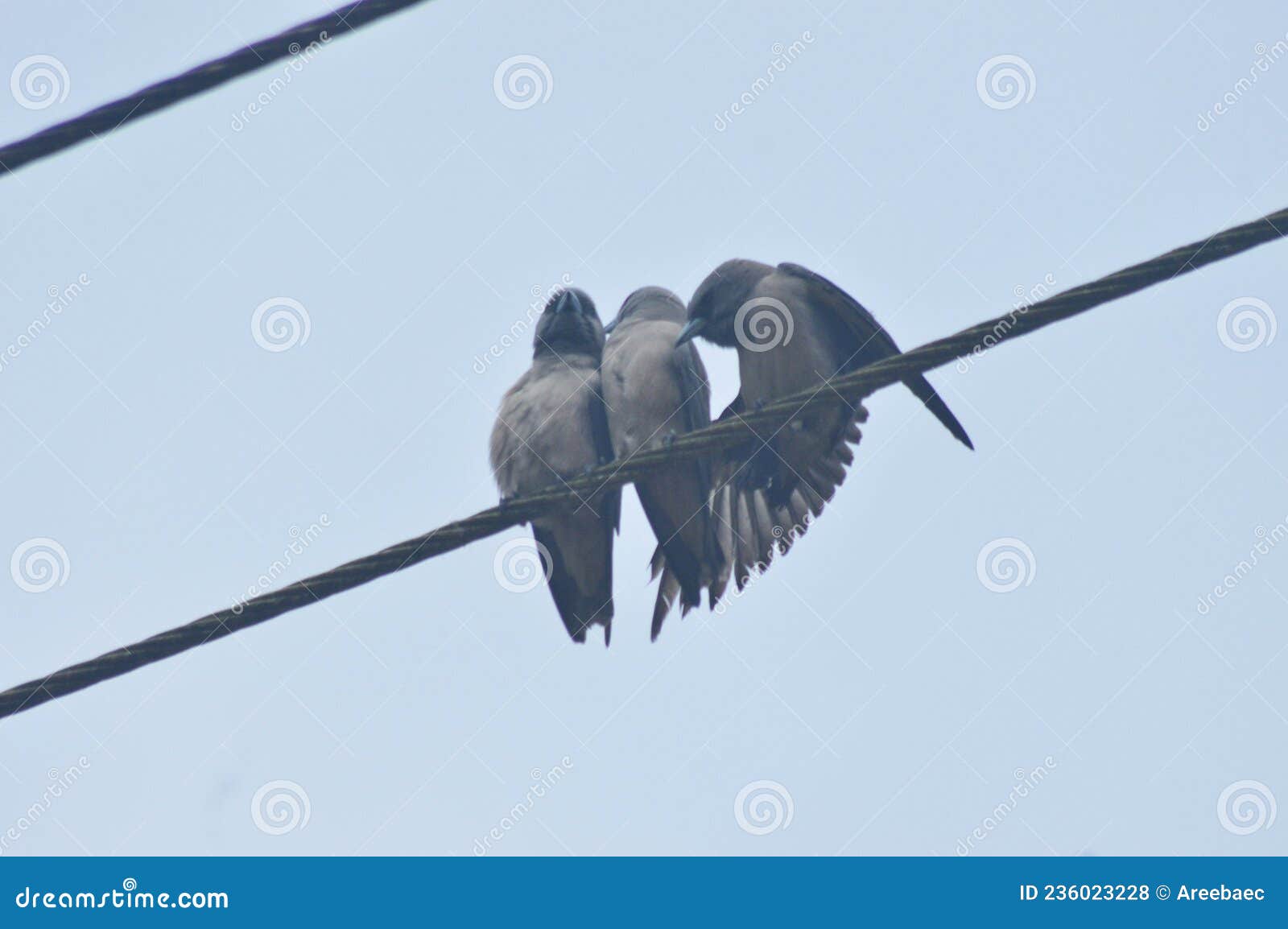 Unity Birds Sitting on an Electric Wire Stock Photo - Image of animal ...