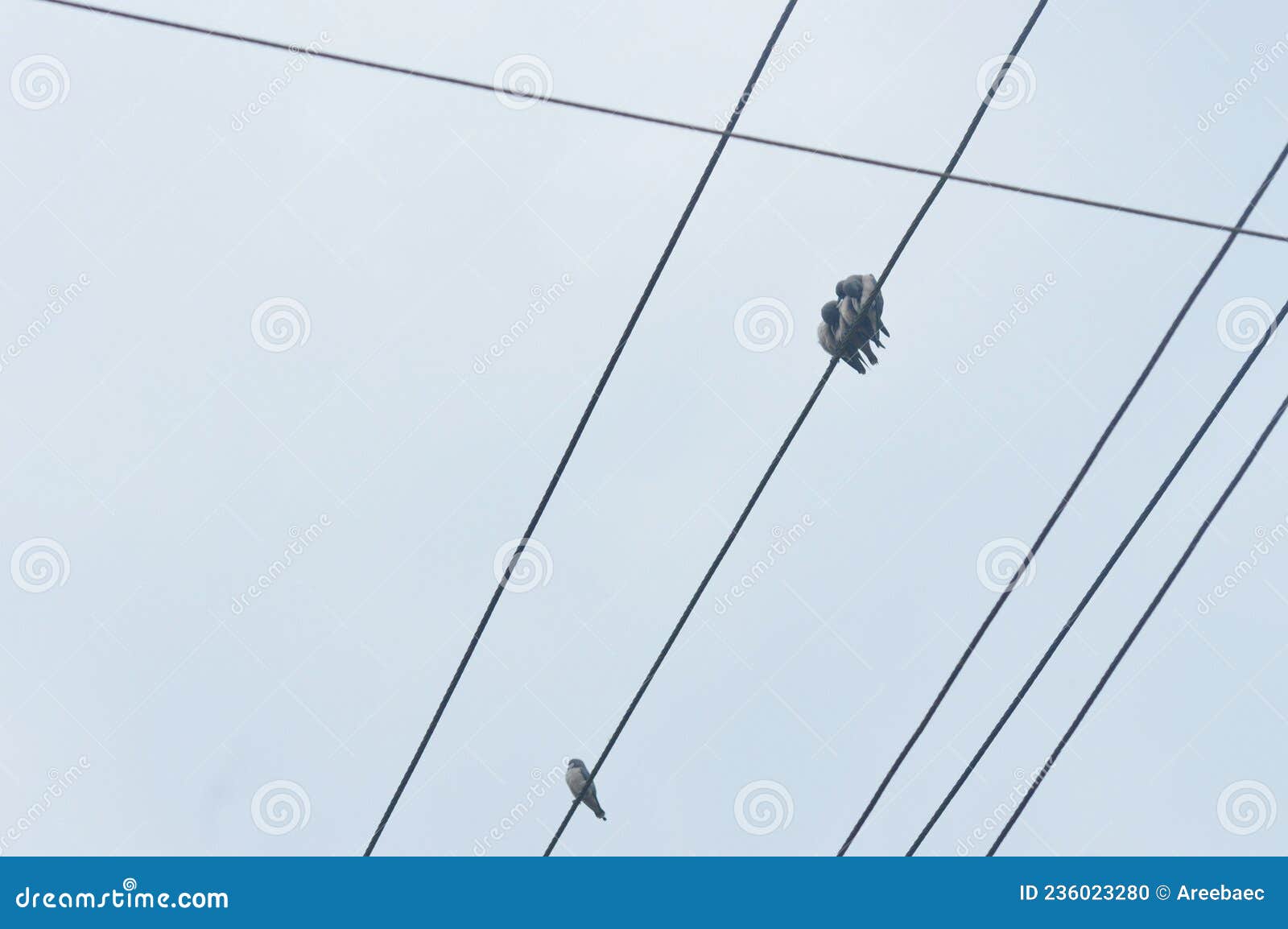 Unity Birds Sitting on an Electric Wire Stock Photo - Image of sketch ...