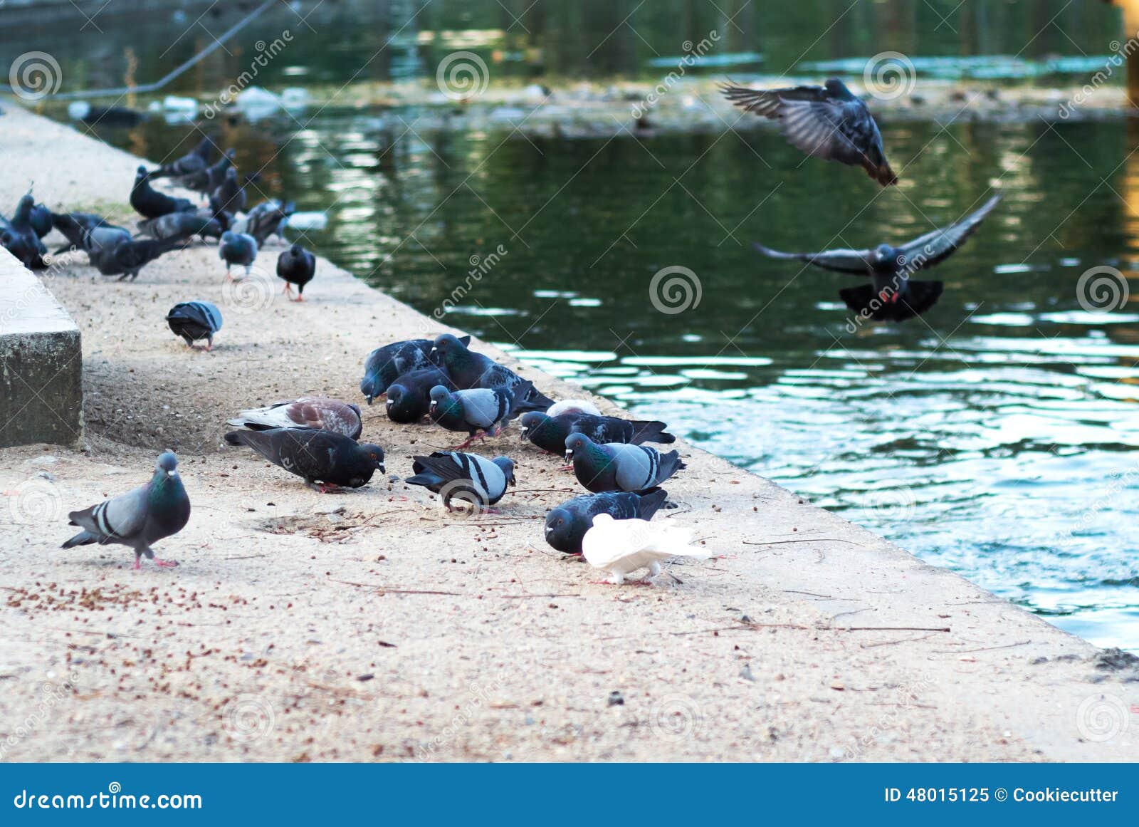 Unity of Freedom Symbol by Pigeon Stock Image - Image of objects, meat ...