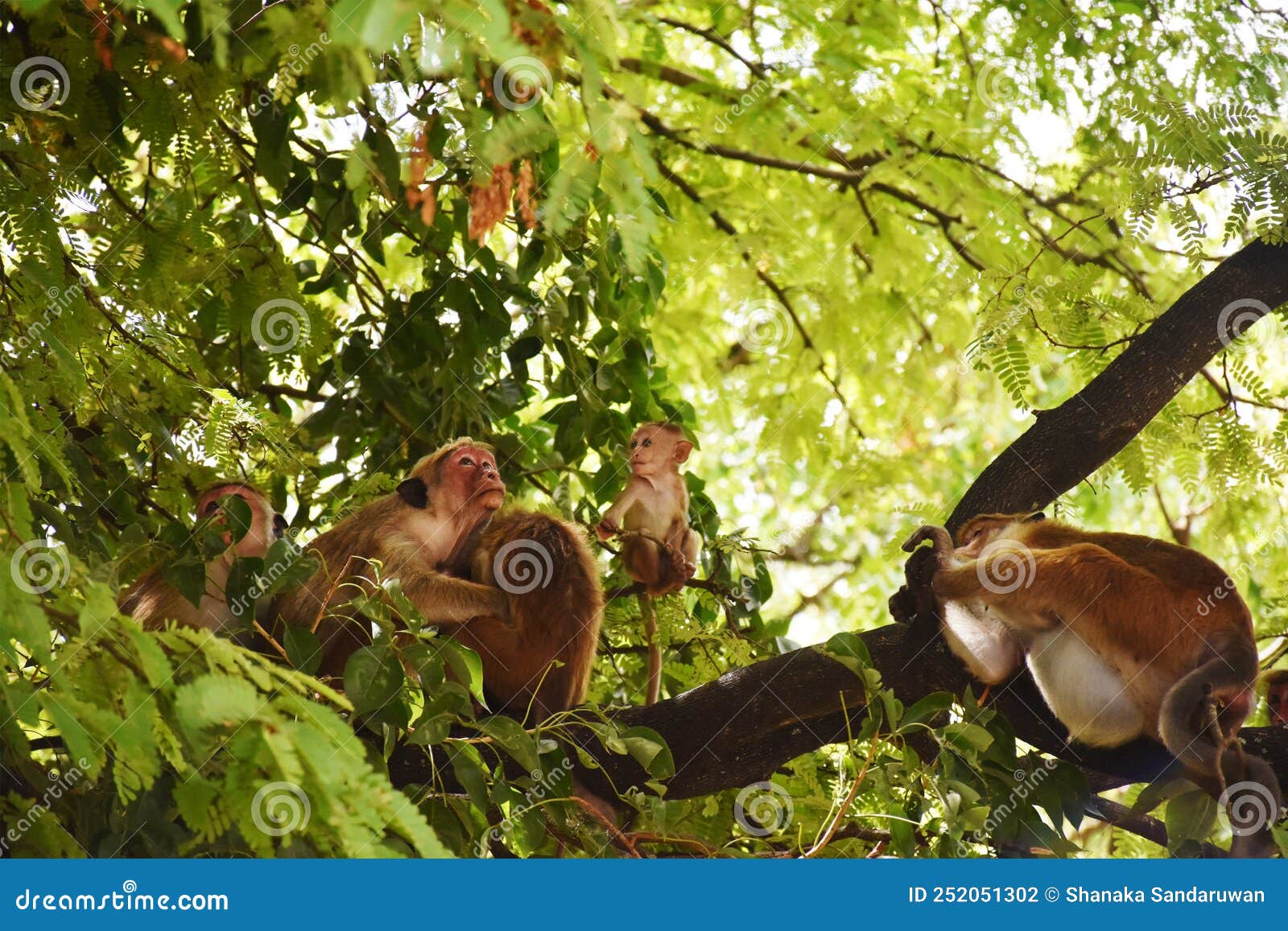 Unity of monkey family stock photo. Image of primate - 252051302