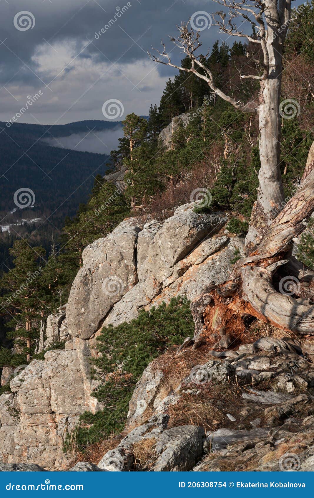 Unity with Nature and Lonely Sad Pine Tree. Old Bare Tree Grows on Top ...