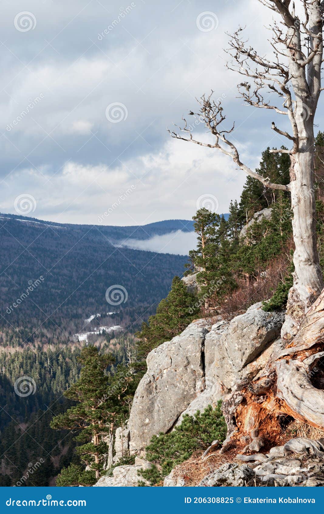 Unity with Nature and Lonely Sad Pine Tree. Old Bare Tree Grows on Top ...