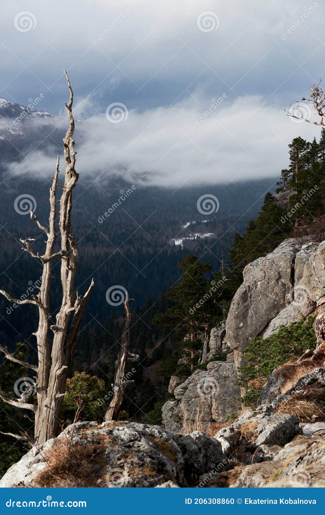 Unity with Nature and Lonely Sad Pine Tree. Old Bare Tree Grows on Top ...