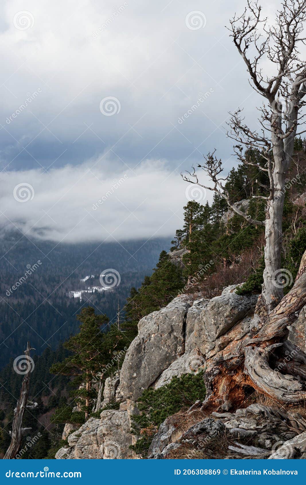 Unity with Nature and Lonely Sad Pine Tree. Old Bare Tree Grows on Top ...