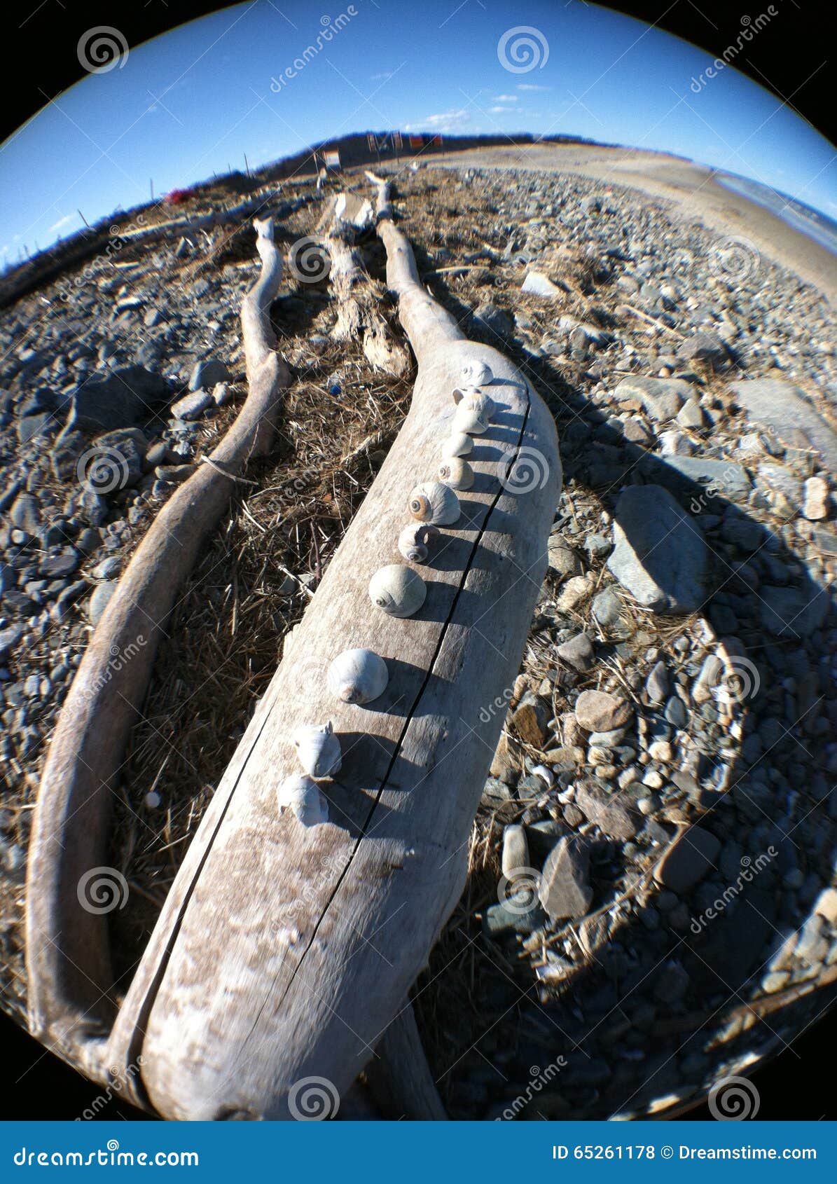 Univalves En La Madera De Deriva Foto de archivo - Imagen de ciruelo ...