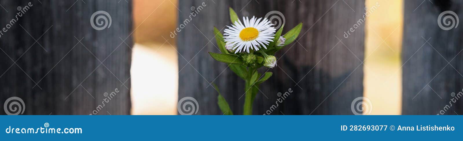 Universal Linkedin Banner 4x1 with Flower for People of Any Profession ...
