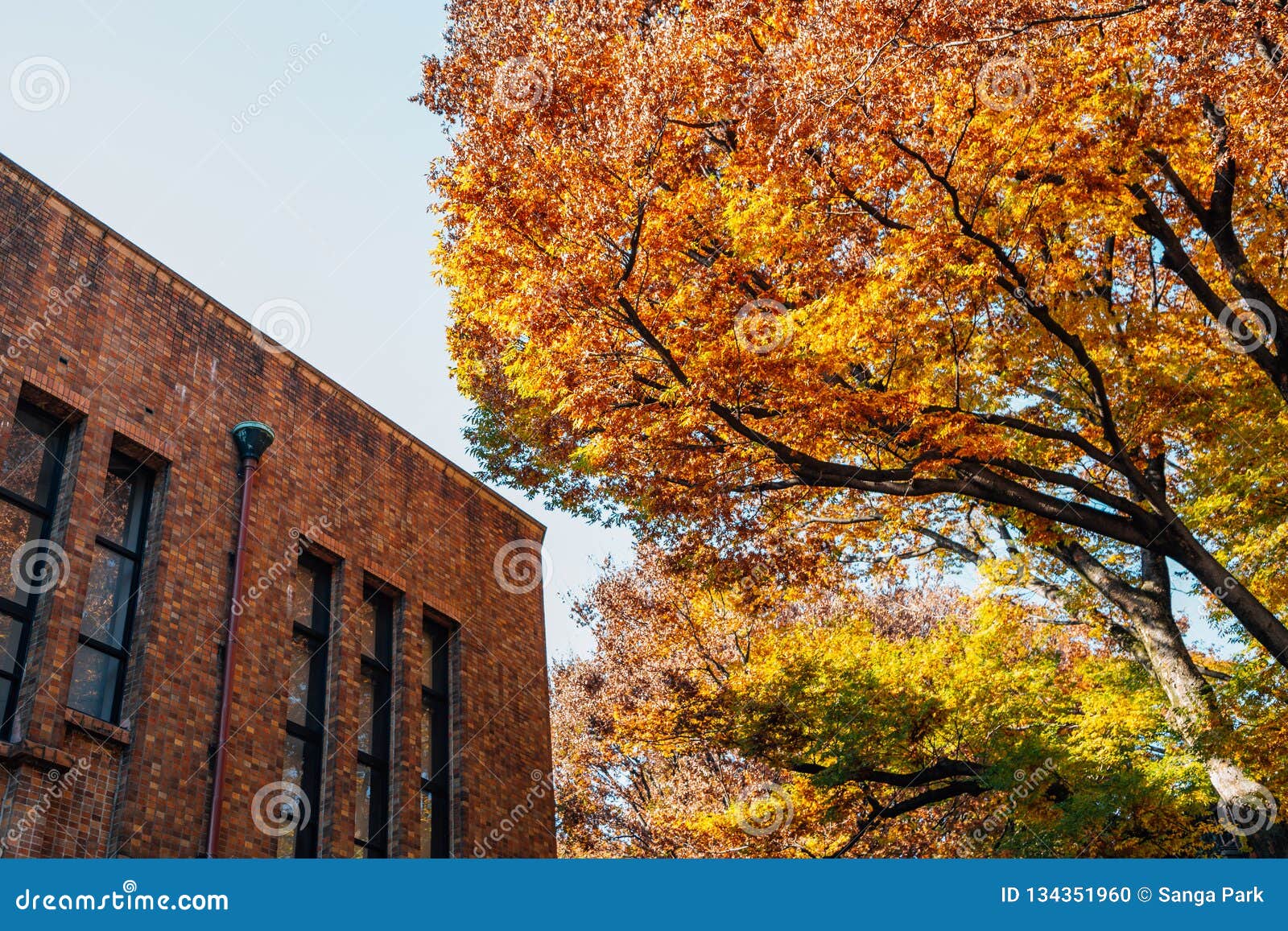 The University of Tokyo with Autumn Maple in Tokyo, Japan Stock Photo ...