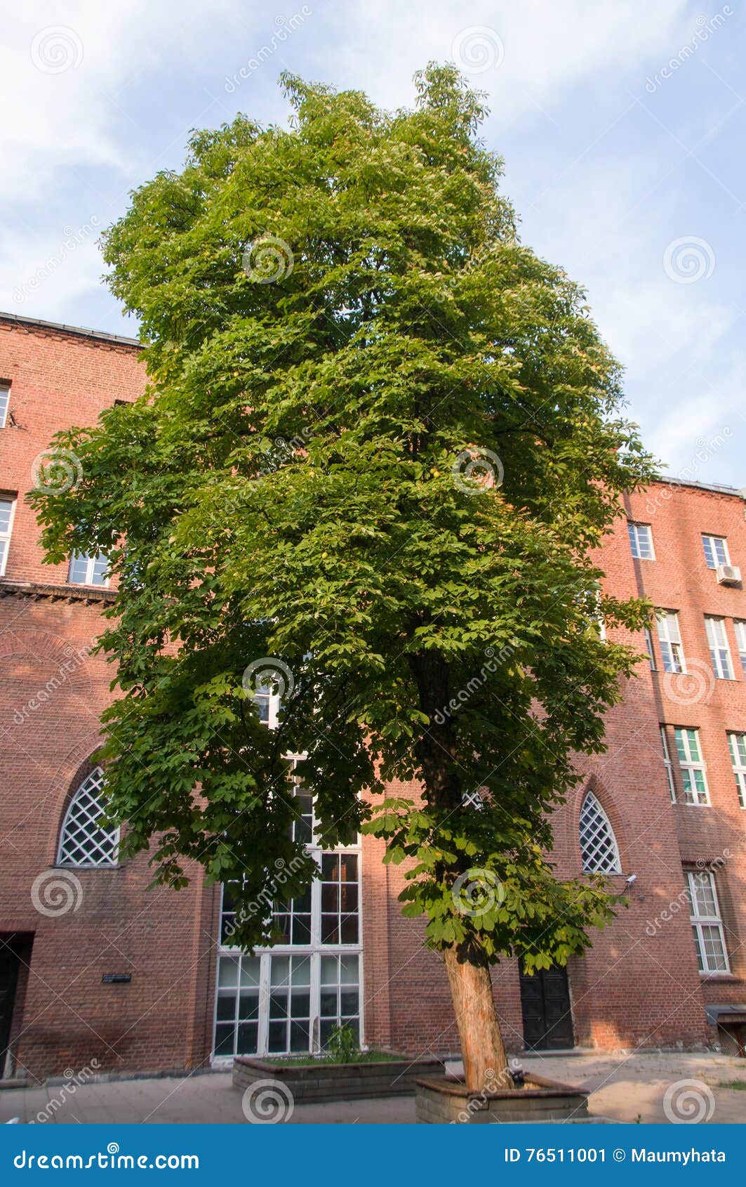 University Tree in garden stock image. Image of outdoors - 76511001