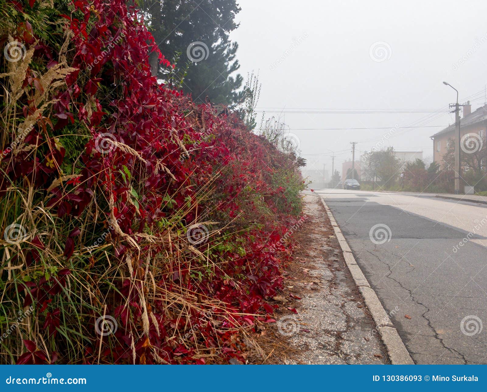 Unkempt Pavement with Overgrown Bush Making an Obstruction Stock Image ...