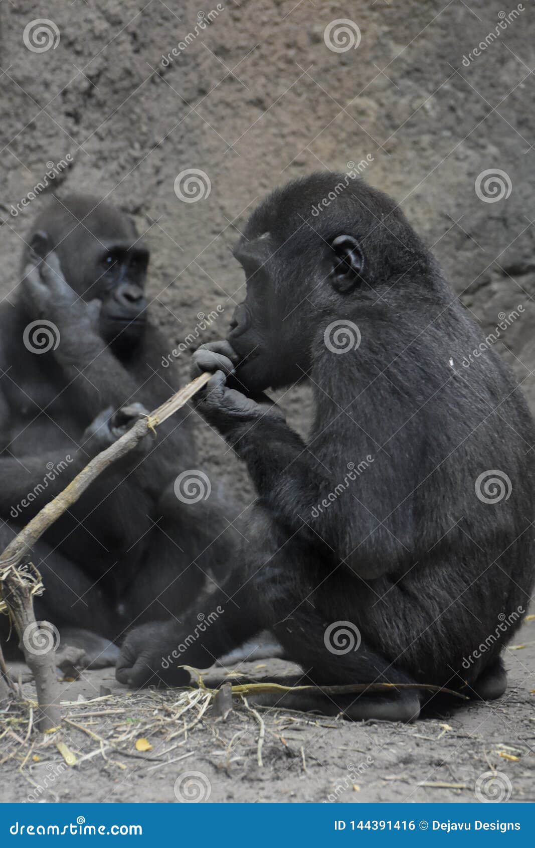 Unknowing Pair of Baby Silver Back Gorillas Stock Photo - Image of ...