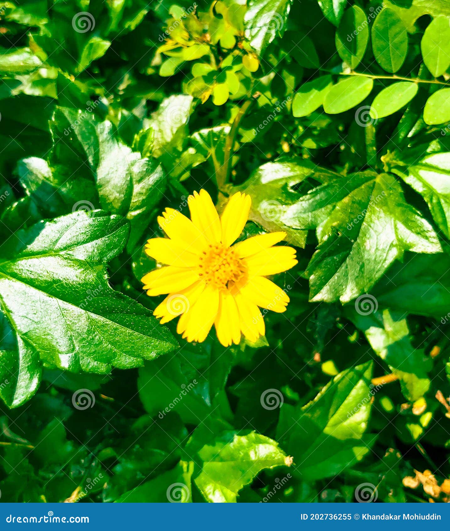 Unknown Beautiful Wild Flowers. Stock Image - Image of meadow, blossom ...