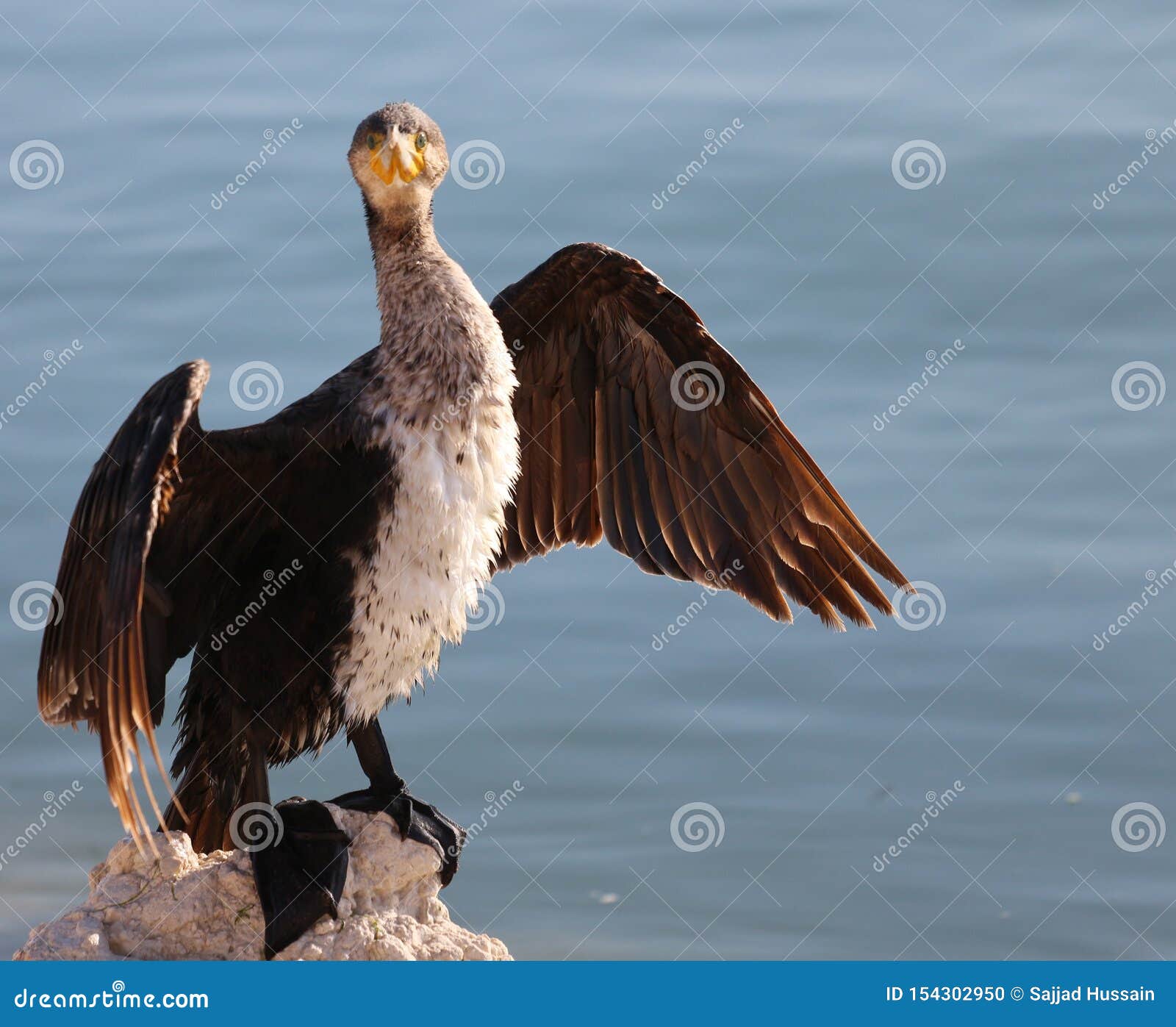 Unknown Bird on Khubar Beach Stock Photo - Image of long, buildings ...