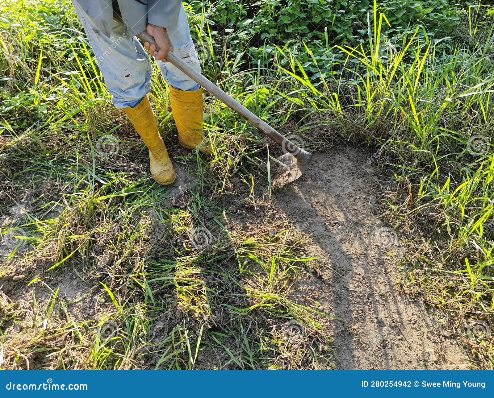 Unknown Farmer Hoeing Weed and Grass at the Field Stock Photo - Image ...