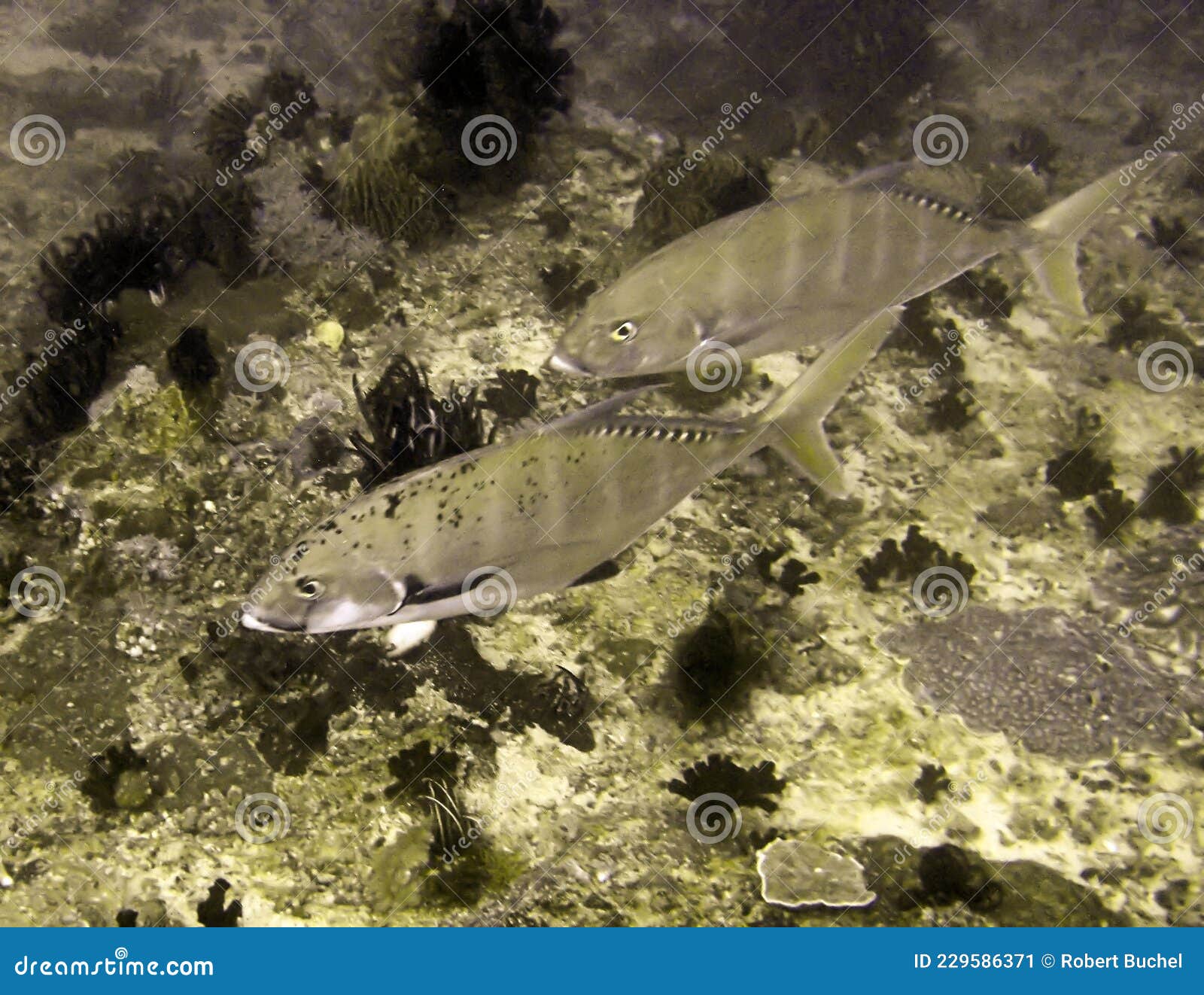 Unknown Fish in the Filipino Sea December 21, 2011 Stock Image - Image ...