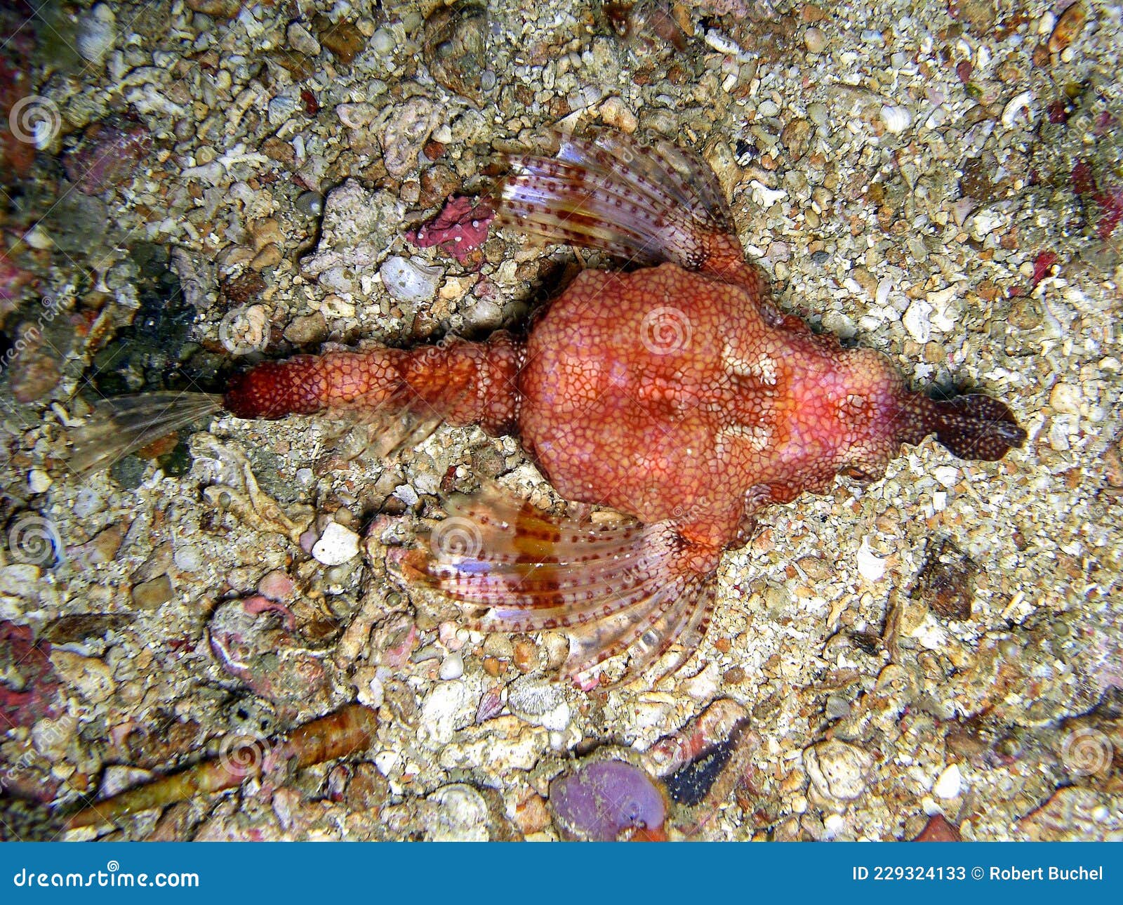 Unknown Fish in the Filipino Sea 16.11.2015 Stock Image - Image of ...