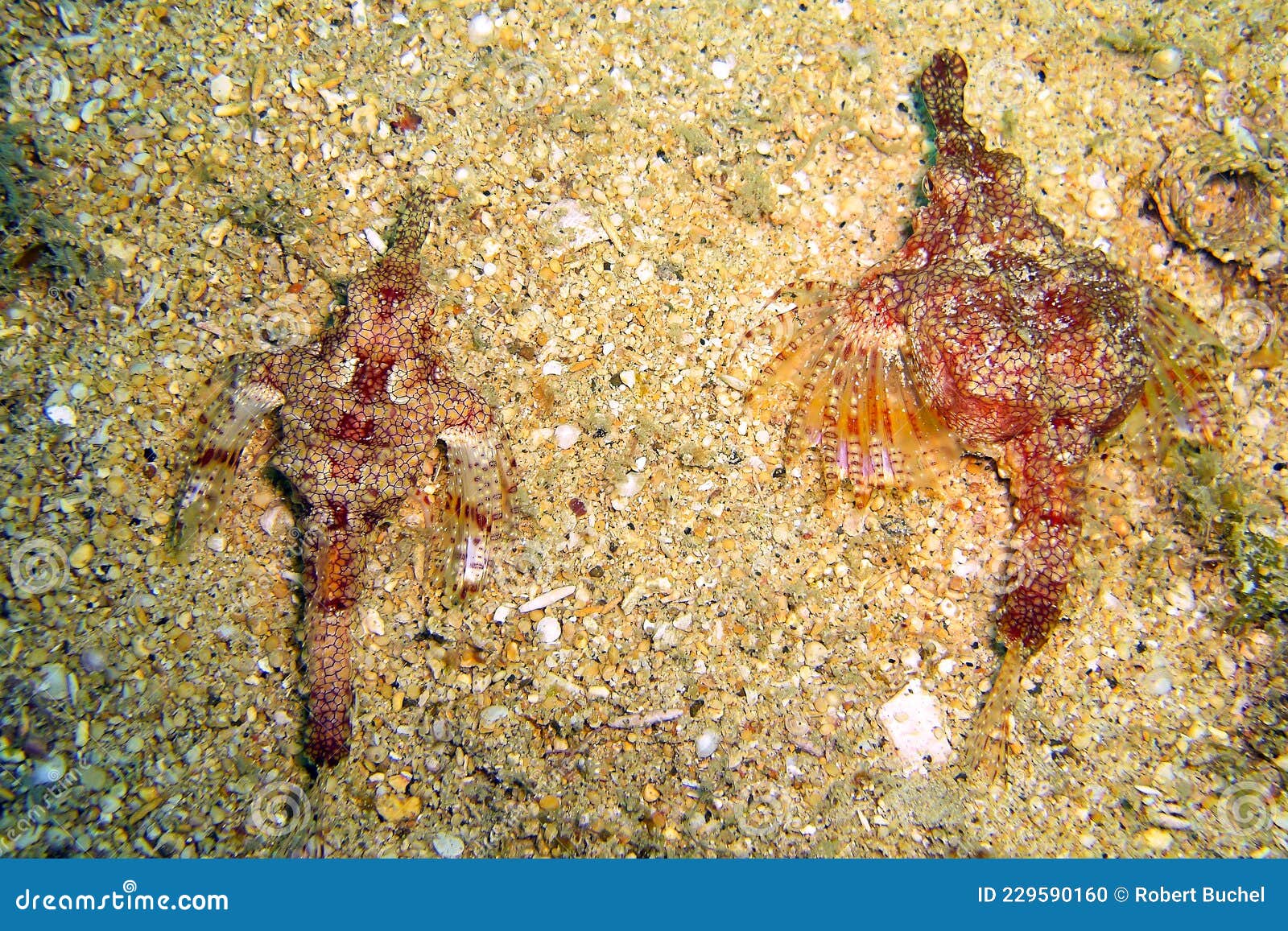Unknown Fish in the Filipino Sea 24.10.2011 Stock Photo - Image of life ...
