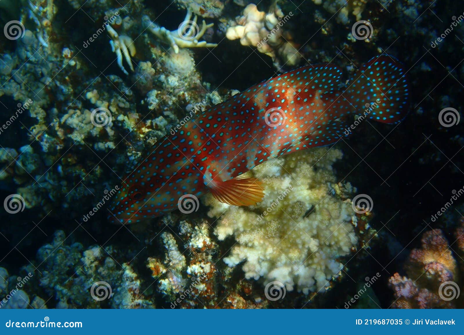 Unknown fish from red sea stock image. Image of environment - 219687035