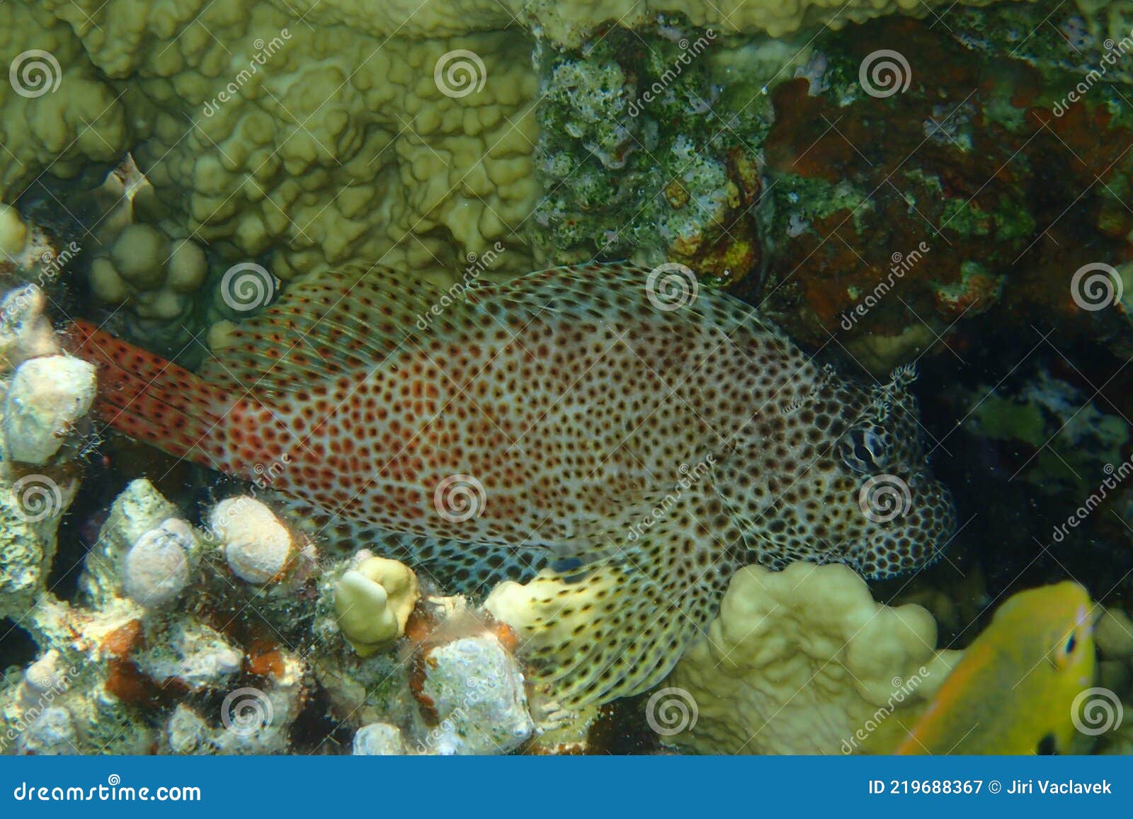 Unknown fish from red sea stock image. Image of fish - 219688367
