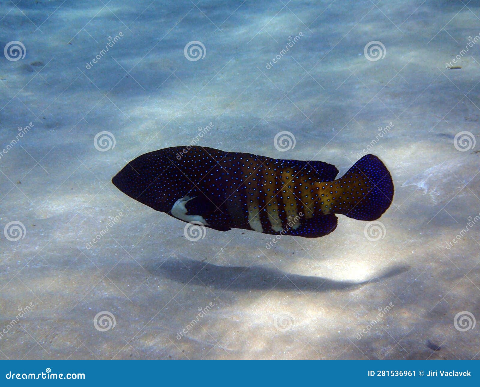 Unknown fish from red sea stock image. Image of coral - 281536961