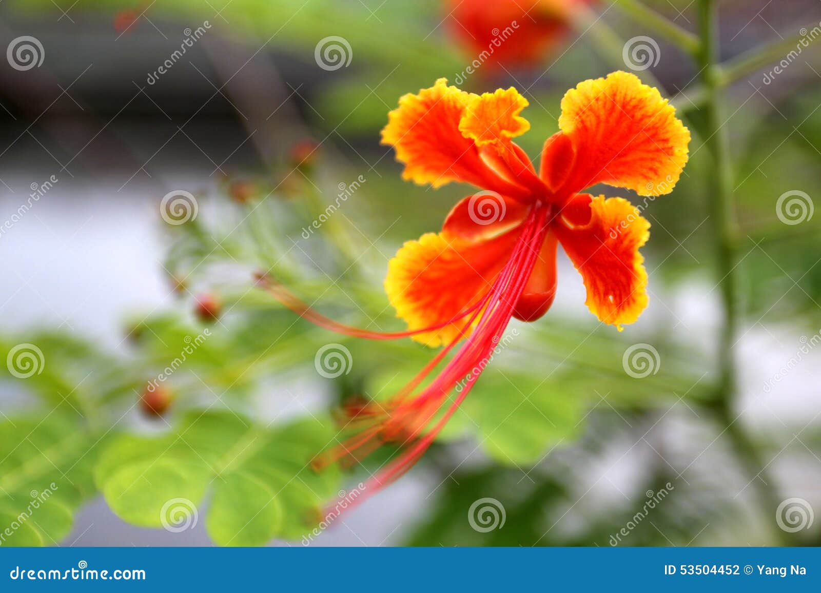 Unknown flower stock photo. Image of park, flower, unknown - 53504452