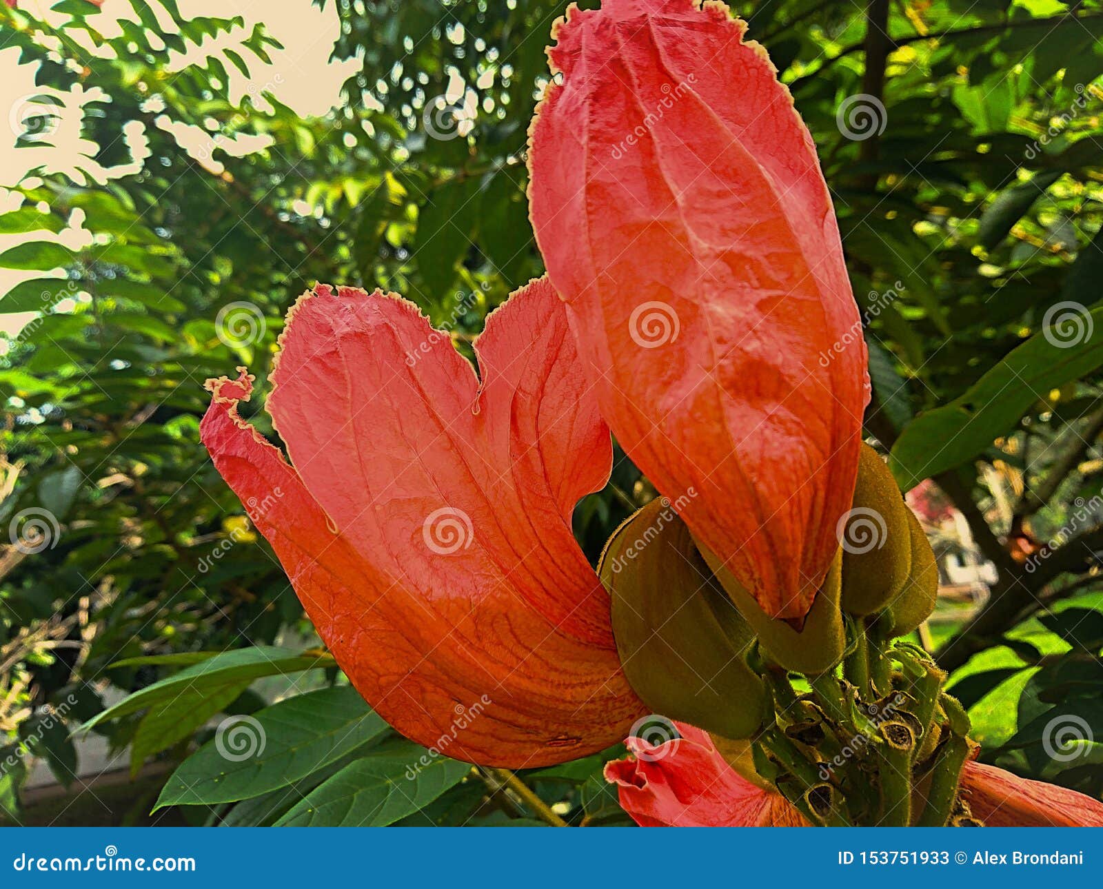 The UNKNOWN FLOWER stock image. Image of botany, land - 153751933