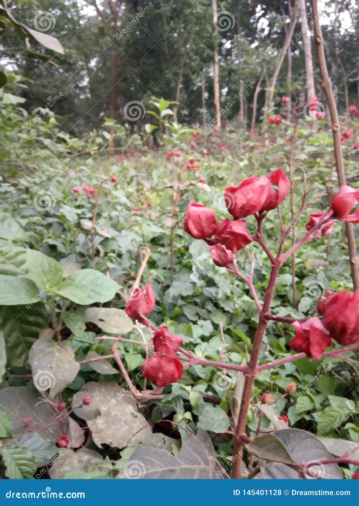 Unknown flower stock photo. Image of flower, beauity - 145401128