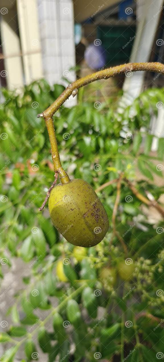 The unknown fruit tree stock image. Image of branch - 285490701